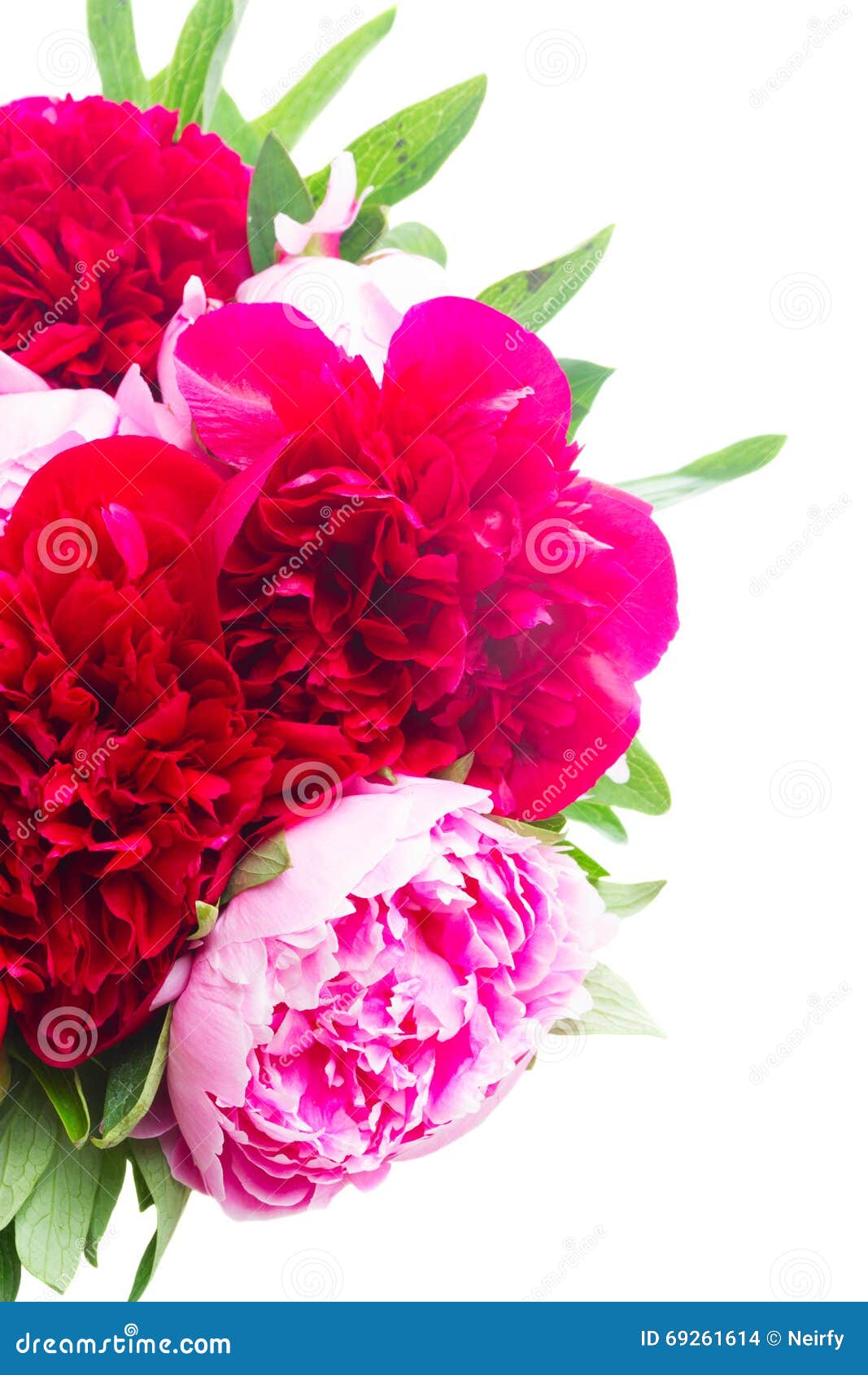 Pivoines roses et rouges photo stock. Image du floral - 69261614