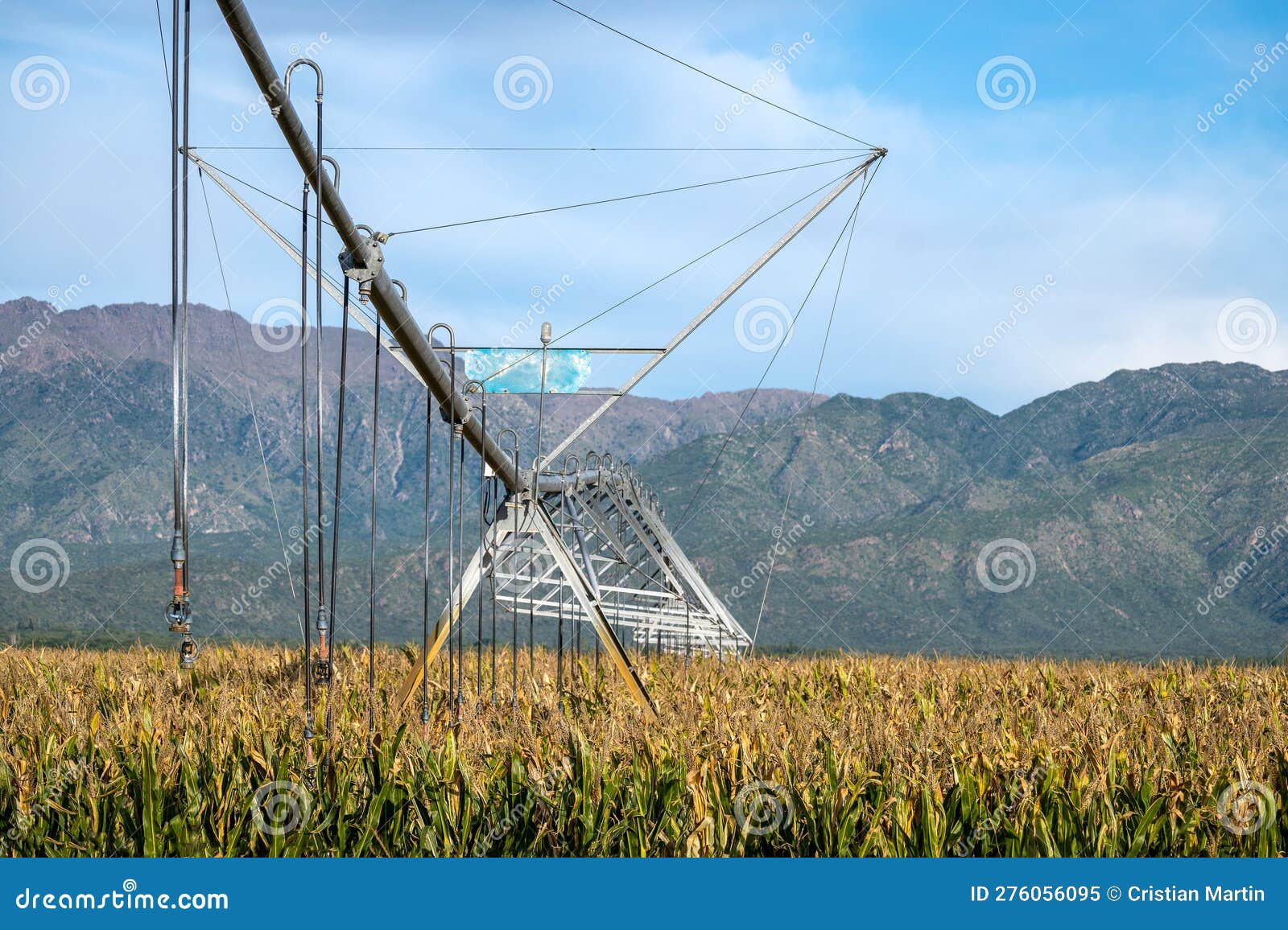 Pivot Irrigation System in Mature Corn Fields Stock Image - Image of ...