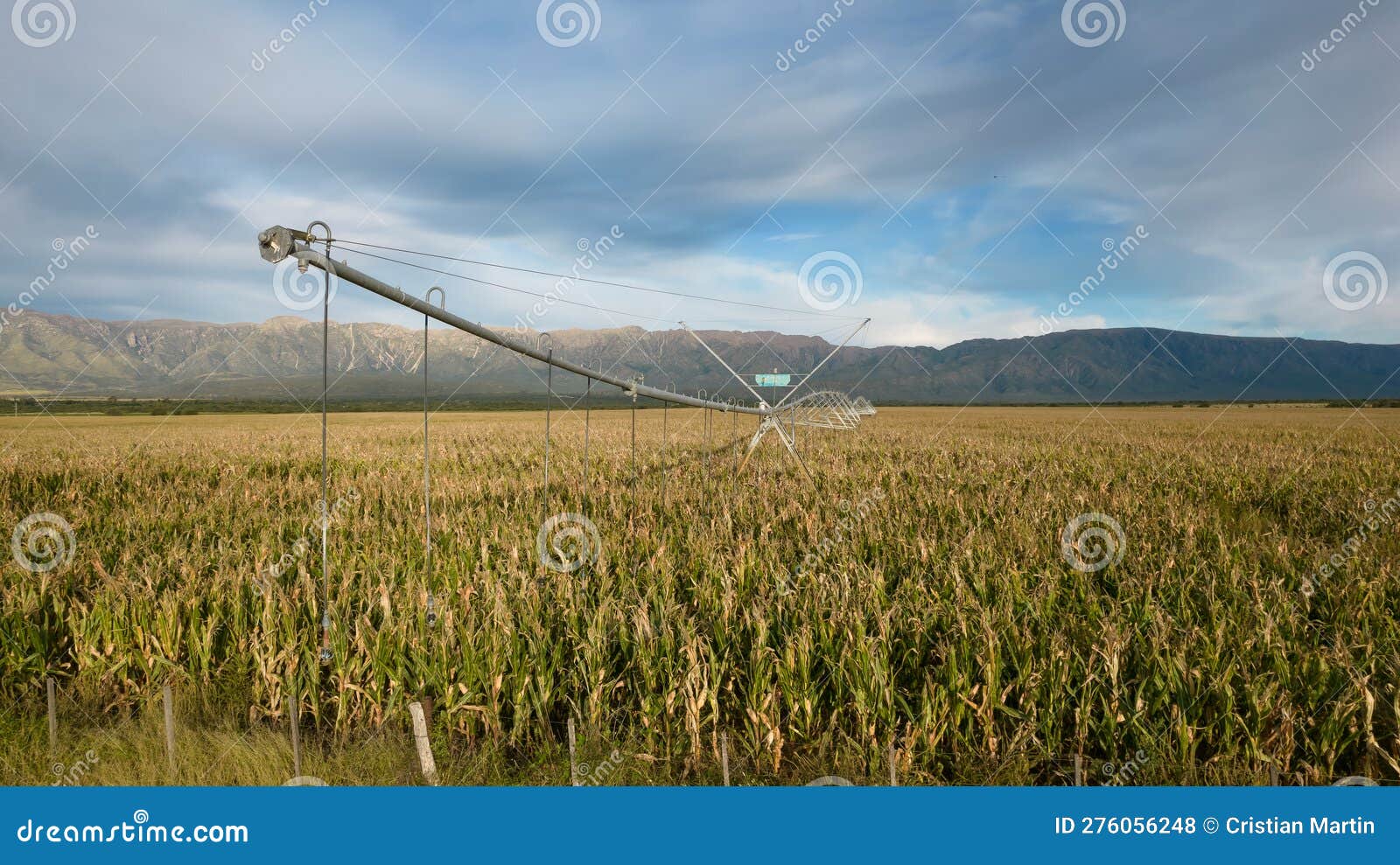 Pivot Irrigation System in Mature Corn Fields Stock Photo - Image of ...