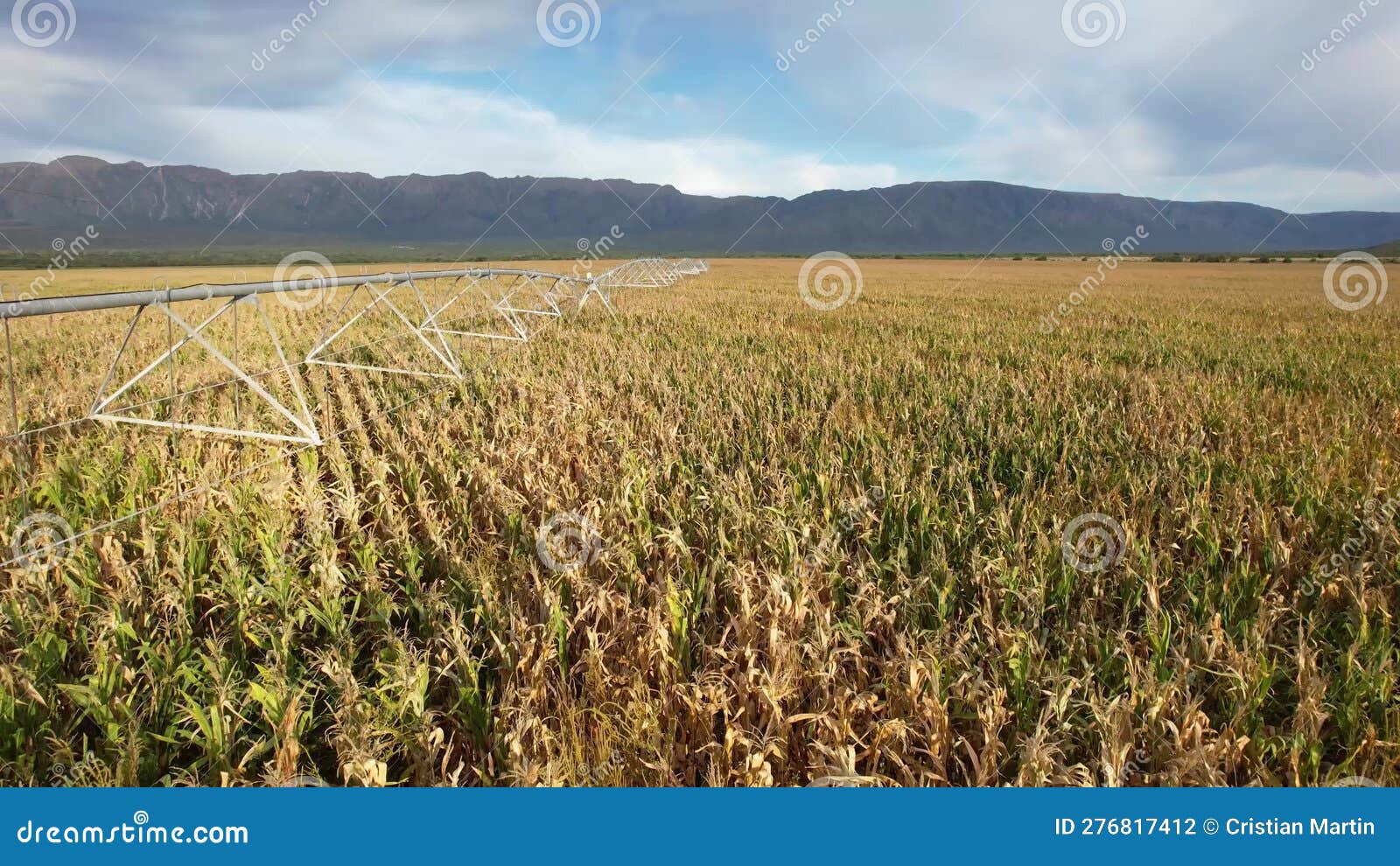 Pivot Irrigation System in Mature Corn Fields Stock Footage - Video of ...