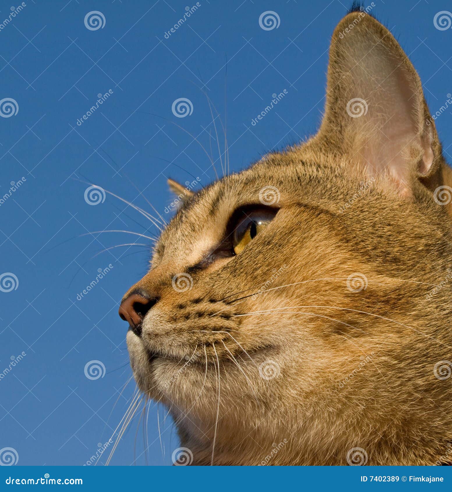Pixie-Bob stock image. Image of whiskers, blue, pixie - 7402389