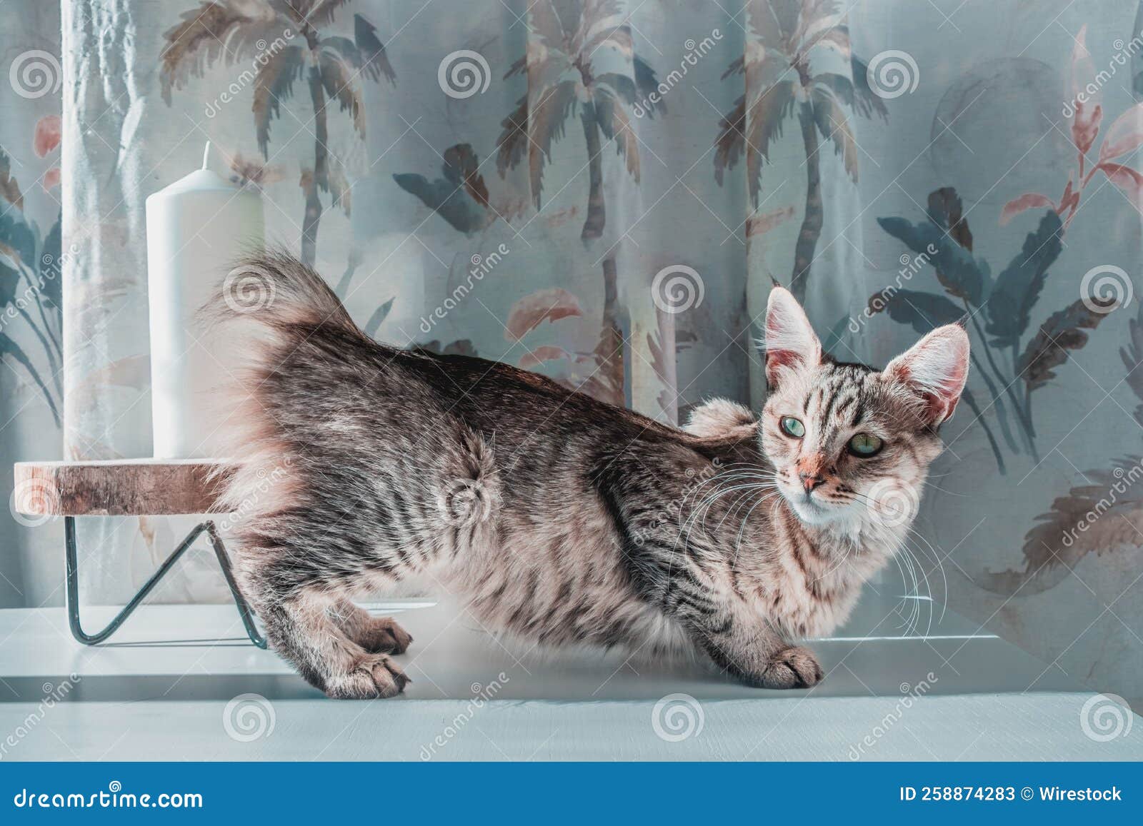 Pixie Bob Cat and the Hybrid Crossing of the Iberian Lynx Stock Image - Image of looking, young ...