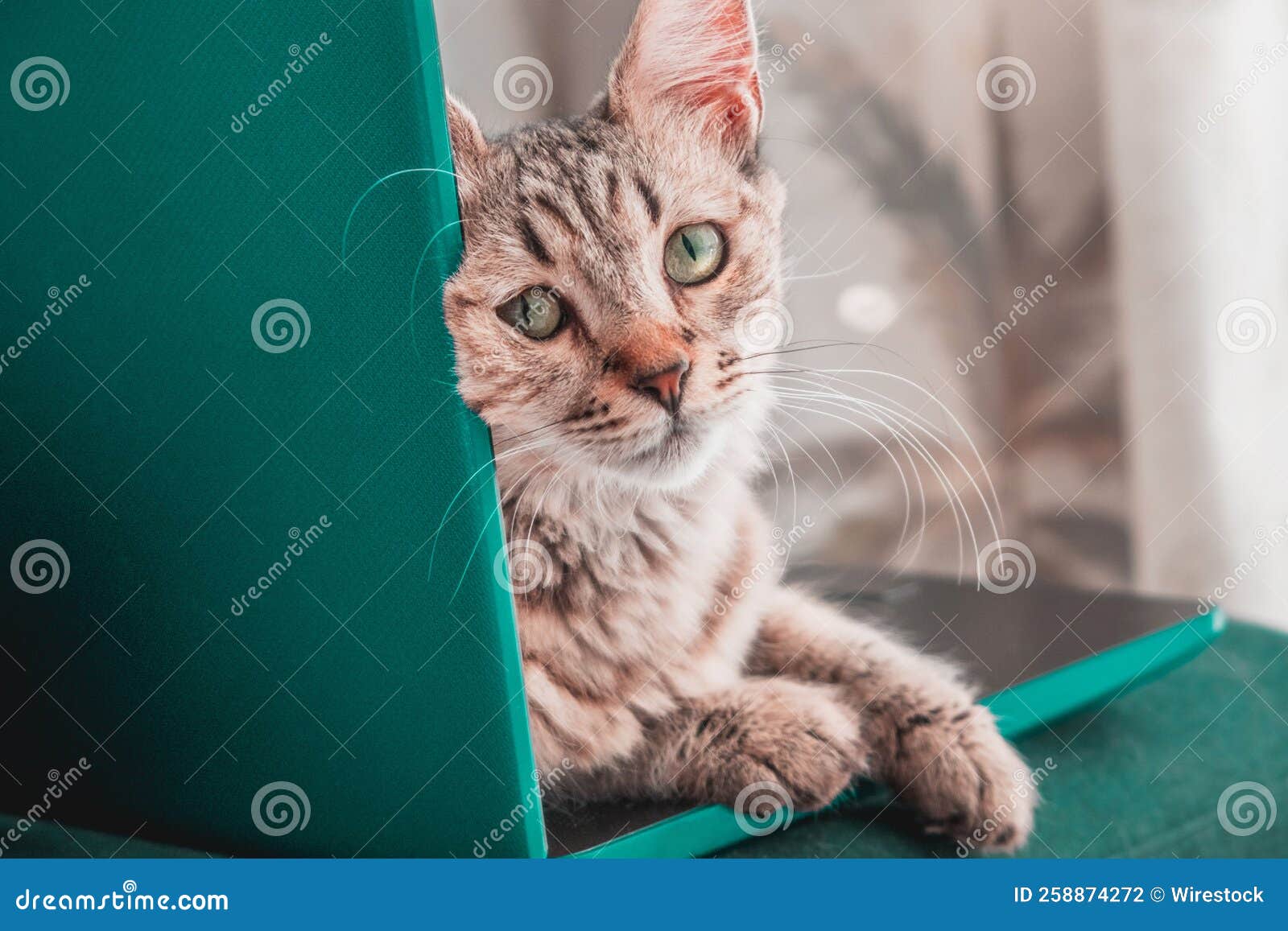 Pixie Bob Cat Lying on the Couch Stock Photo - Image of pixie, animal ...
