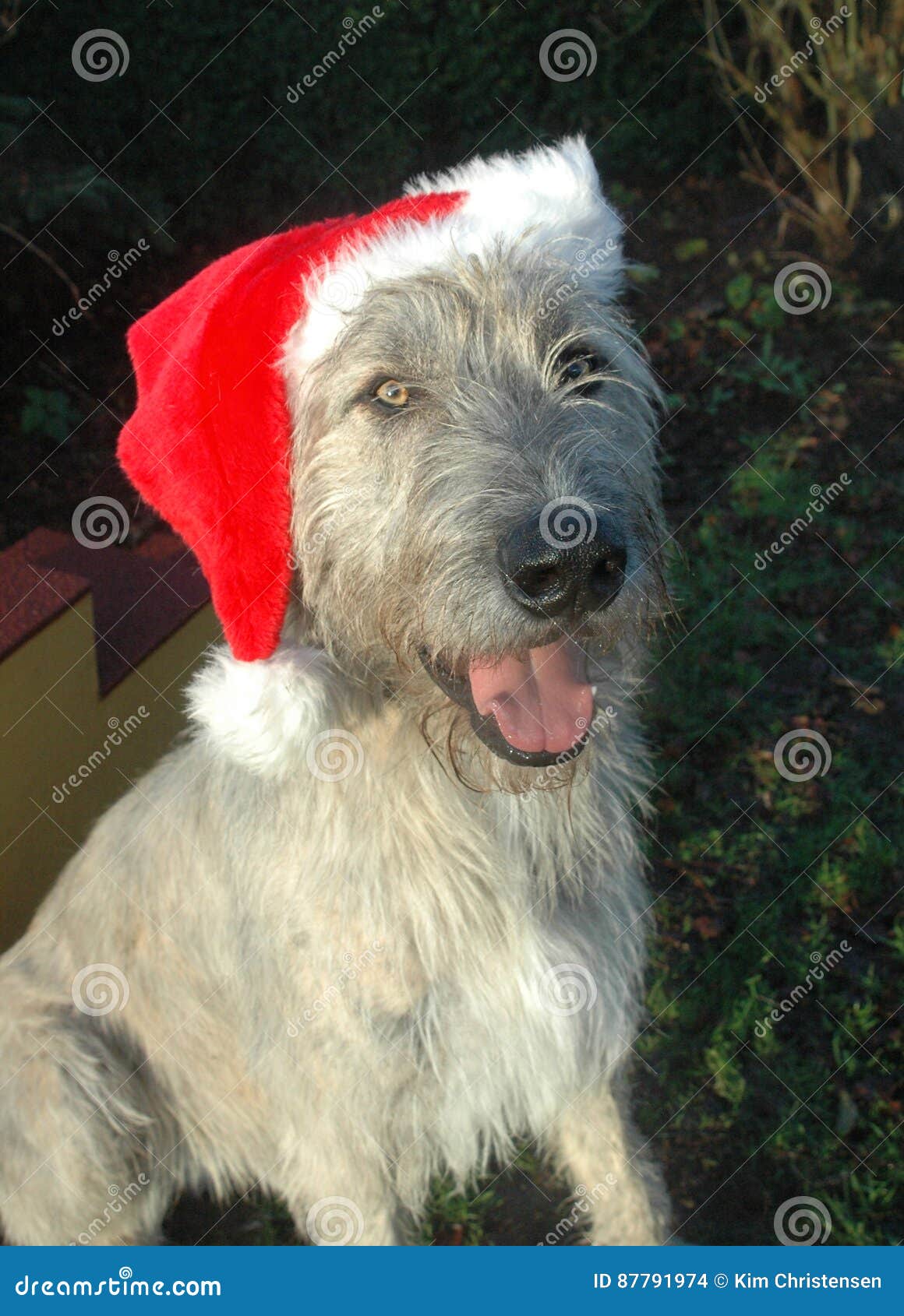 Pixie Dog stock foto. Image of gegevens, wirehair, honds - 87791974