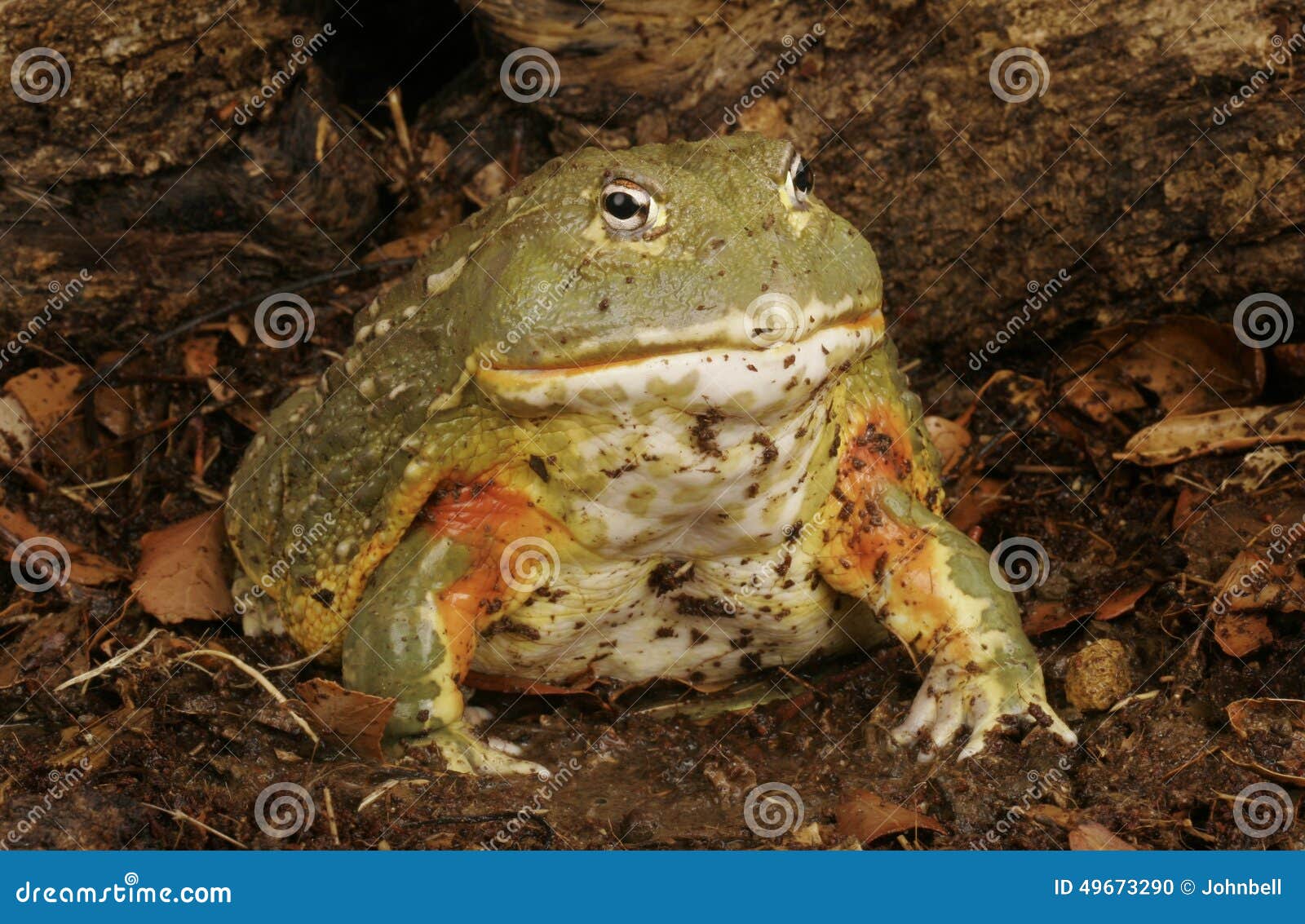 Pixie Frog fotografia stock. Immagine di furia, anfibio - 49673290