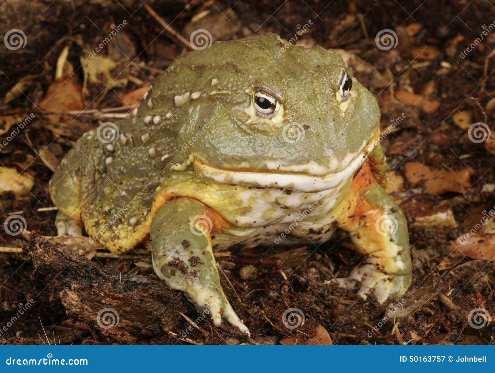 Pixie Frog immagine stock. Immagine di animale, atteggiamento - 50163757