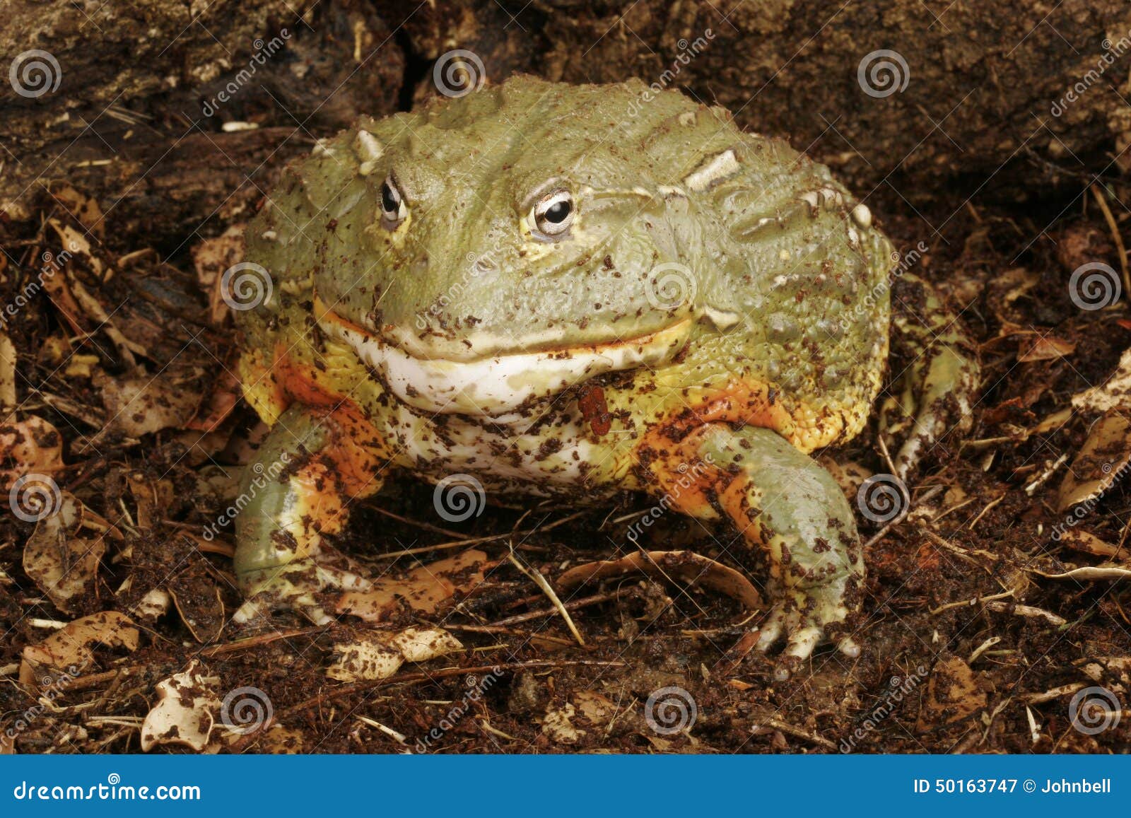 Pixie Frog stock image. Image of carnivore, aggressive - 50163747
