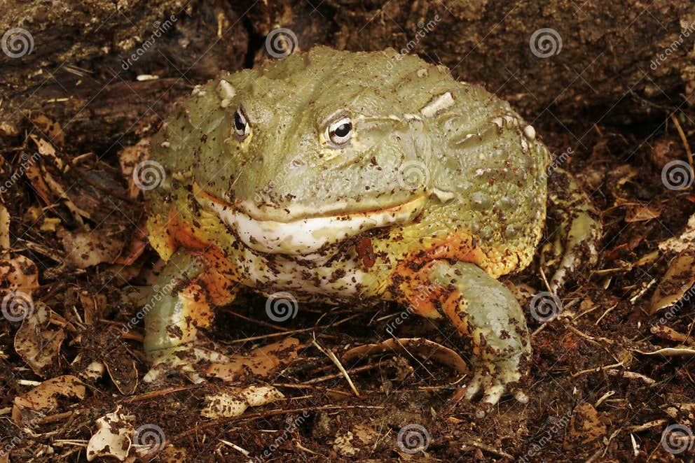 Pixie Frog stock image. Image of carnivore, aggressive - 50163747