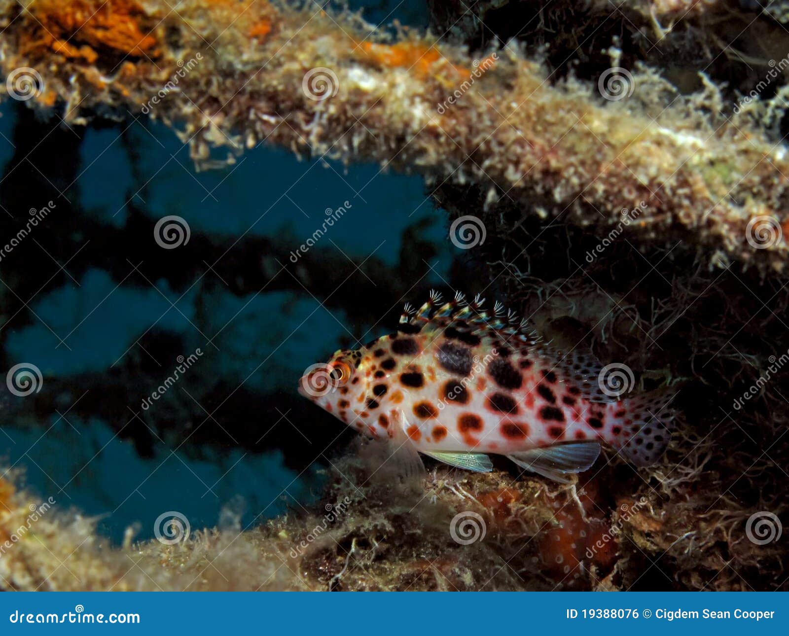Pixie hawkfish stock photo. Image of reef, ocean, coral - 19388076