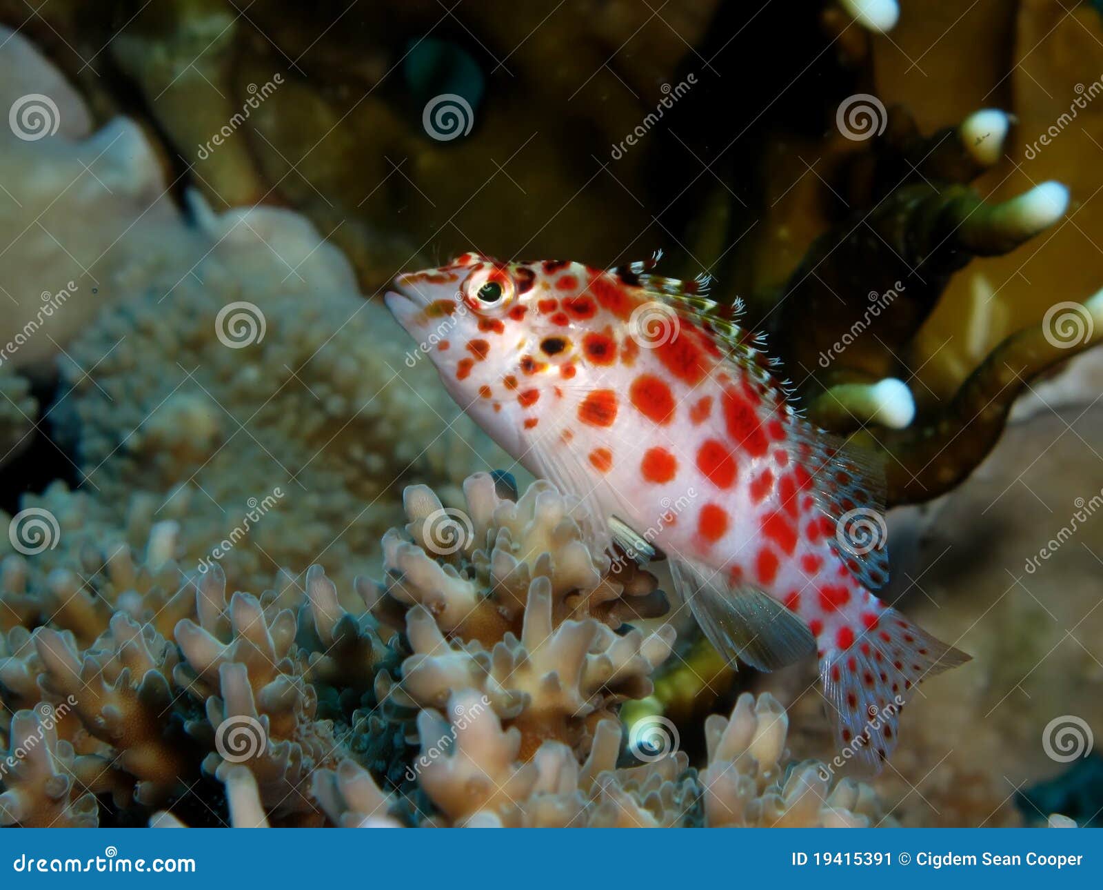 Pixie hawkfish stock image. Image of hawkfish, tropical - 19415391