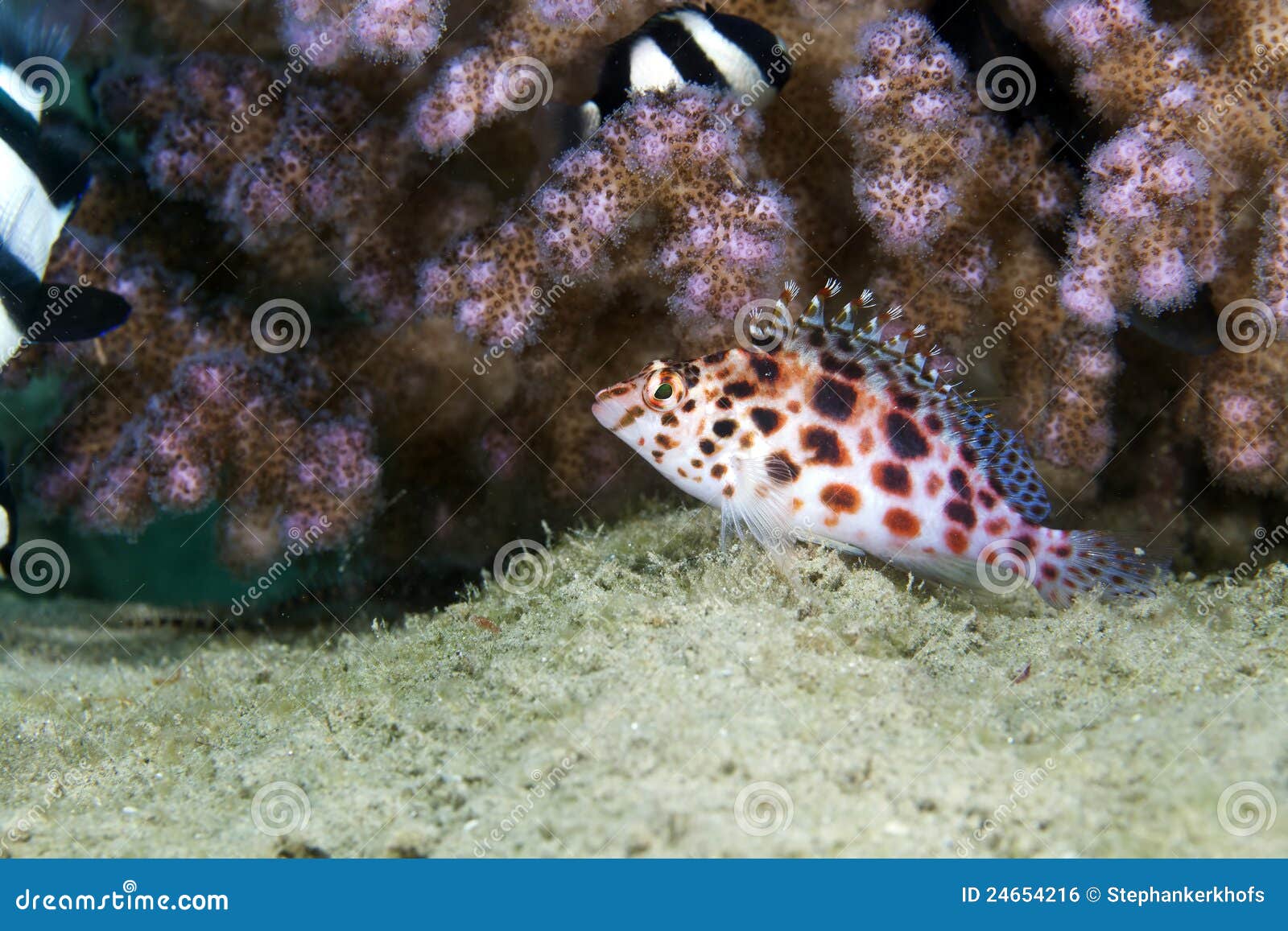 Pixie Hawkfish (cirrhitichthys Oxycephalus) in the Red Sea. Stock Photo ...