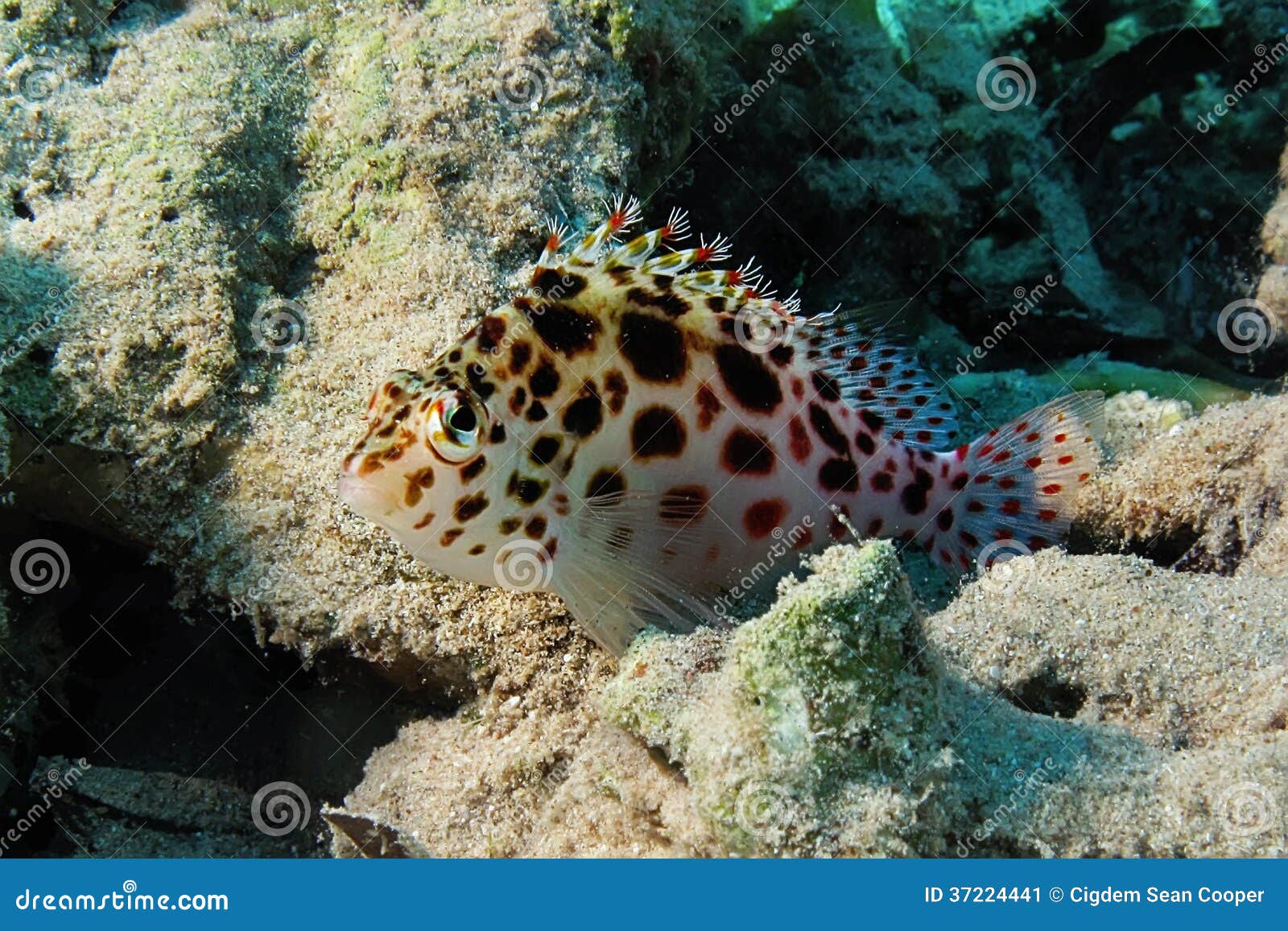 Pixie hawkfish stock image. Image of underwater, tropical - 37224441