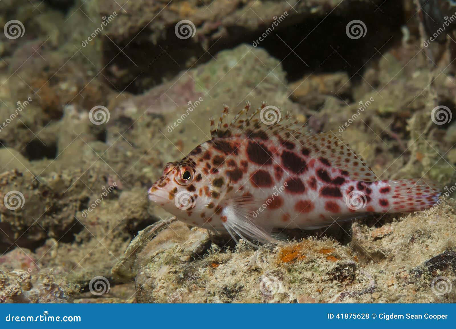 Pixie hawkfish stock photo. Image of underwater, hawkfish - 41875628