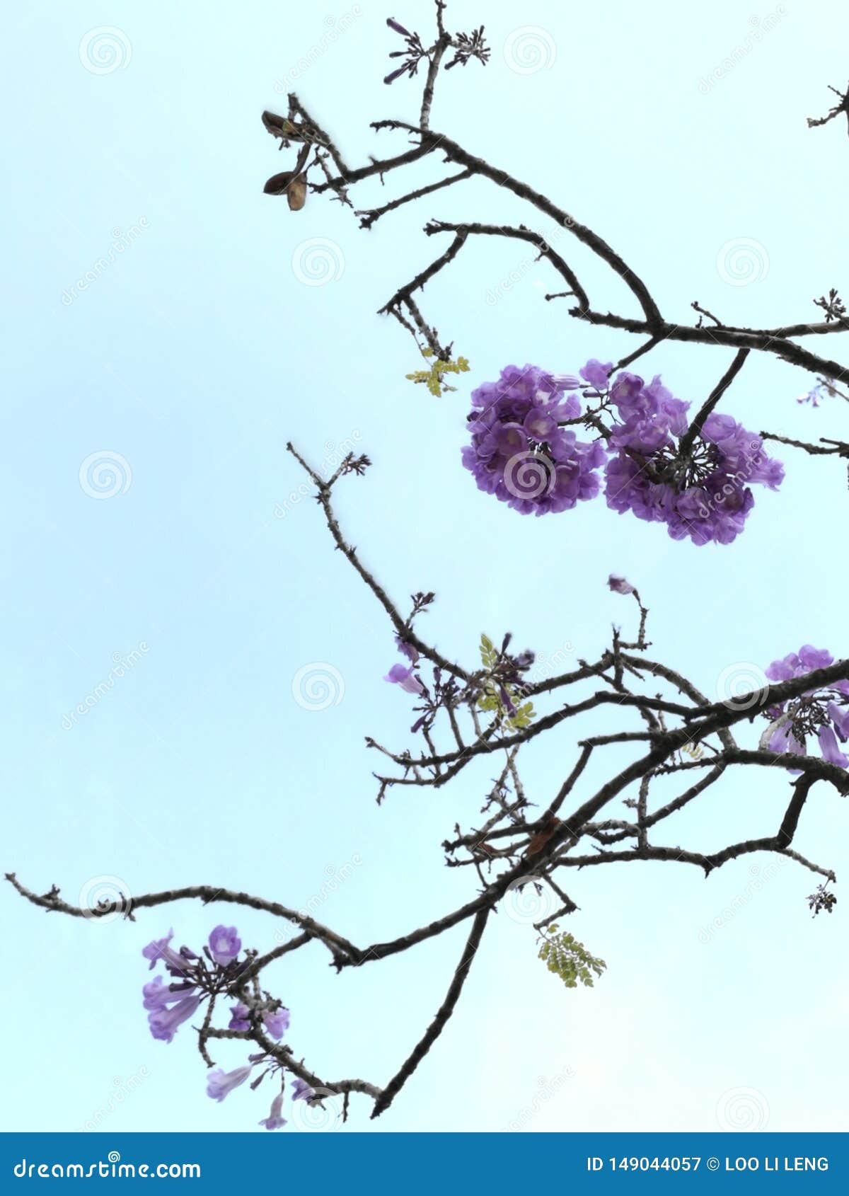 Pixie purp flower stock image. Image of pixie, branches - 149044057