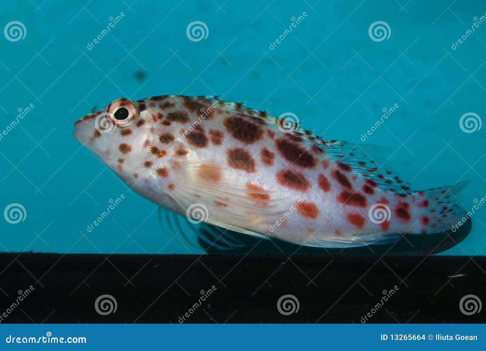 Pixy, Spotted Hawkfish stock photo. Image of dwarf, exotic - 13265664