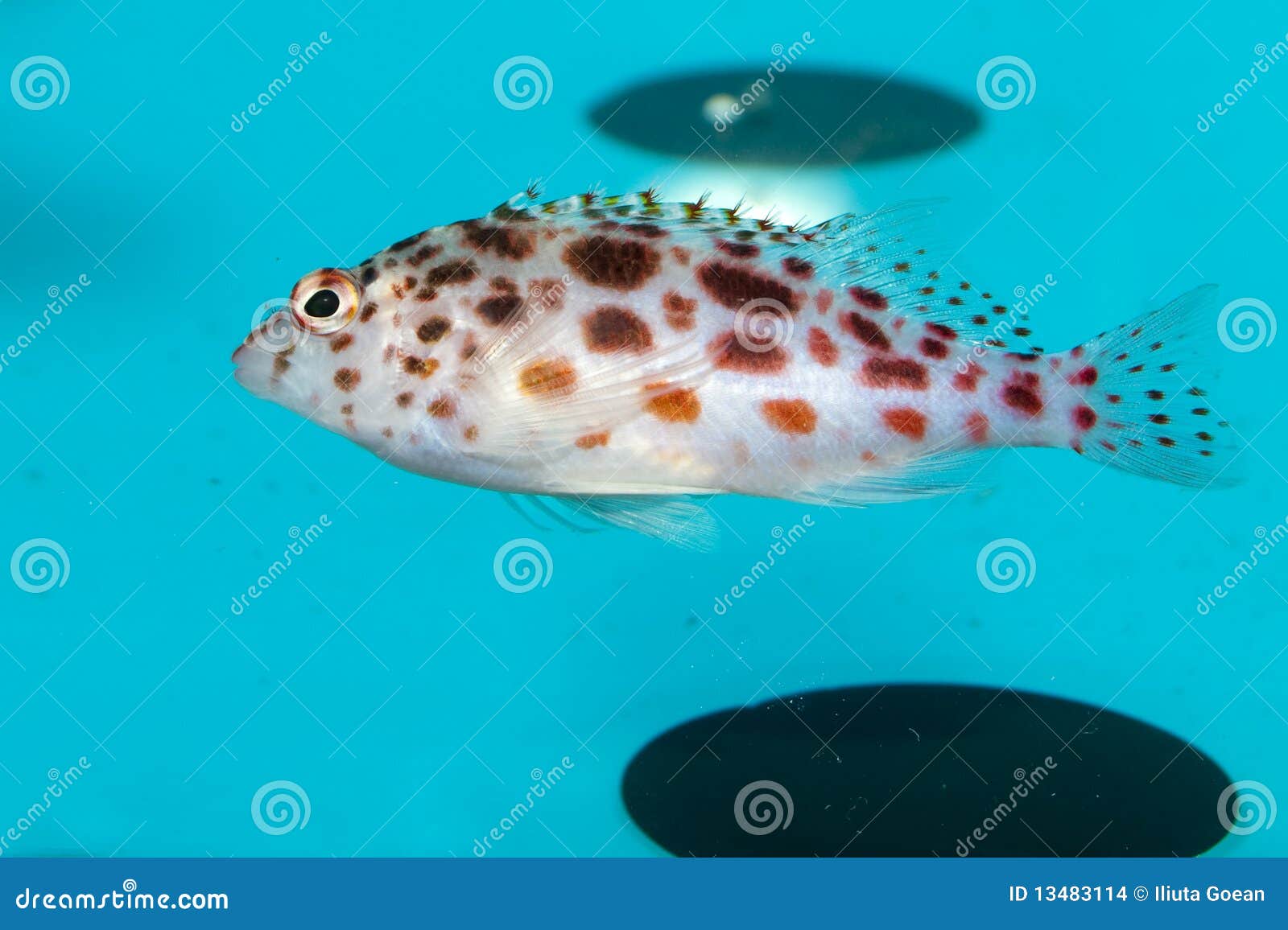 Pixy or Spotted Hawkfish in Aquarium Stock Photo - Image of pixy ...