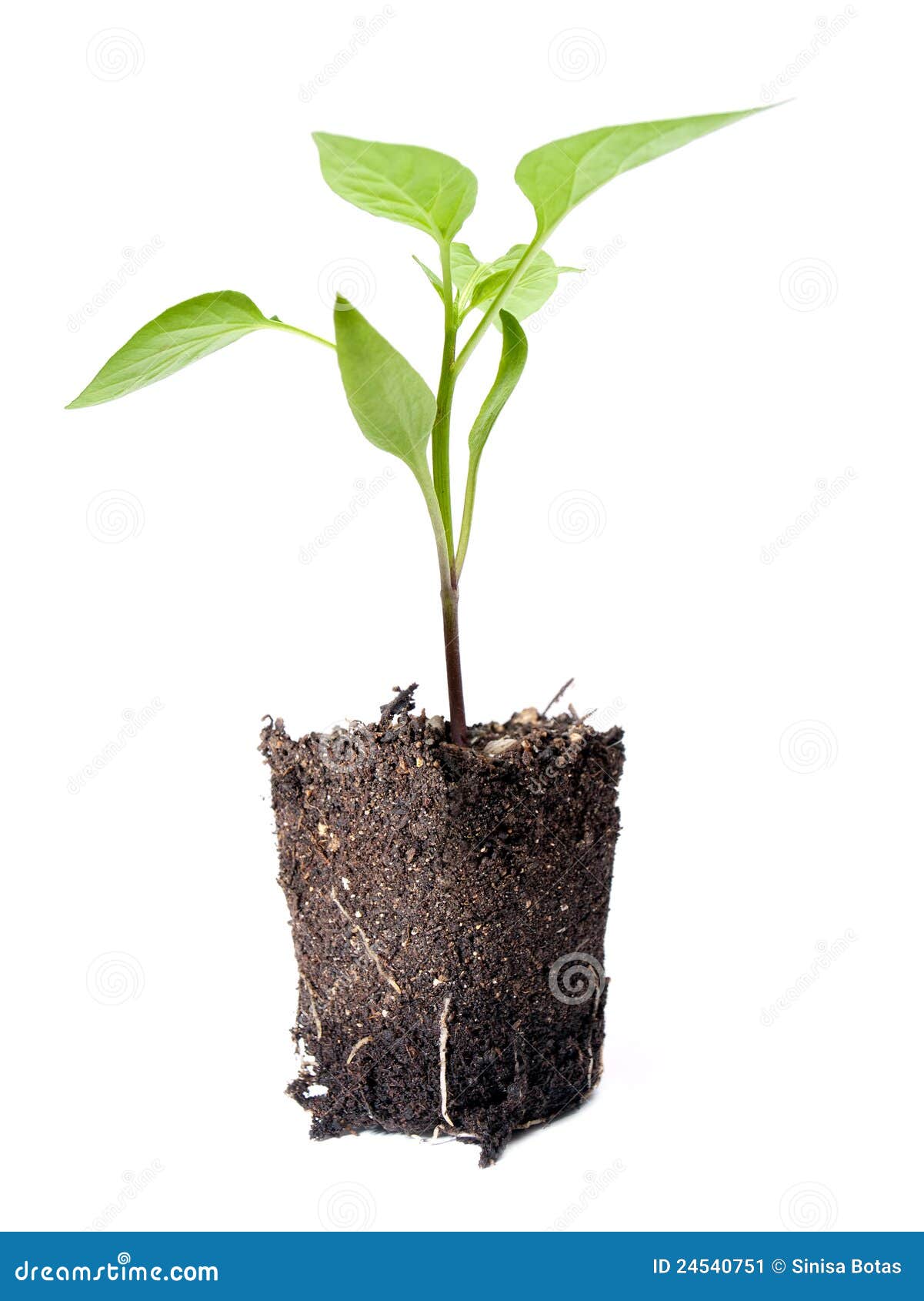 Plántula imagen de archivo. Imagen de humus, planta, fresco - 24540751