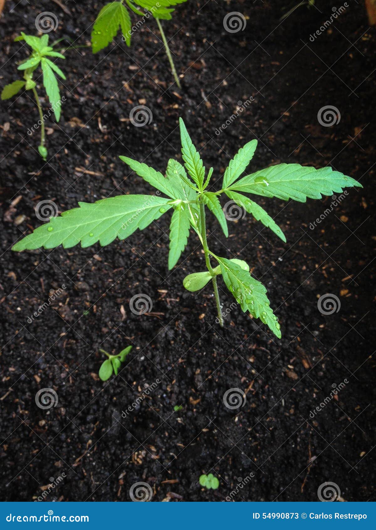 Plântula da marijuana imagem de stock. Imagem de vida - 54990873