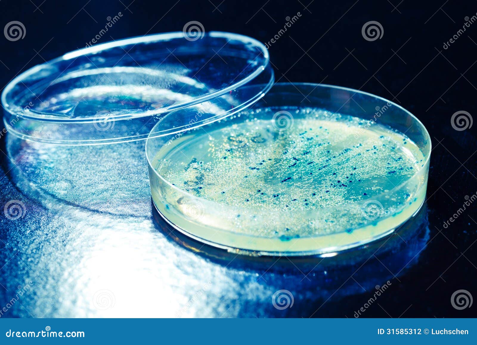 Placa de Petri foto de archivo. Imagen de cuidado, orina - 31585312