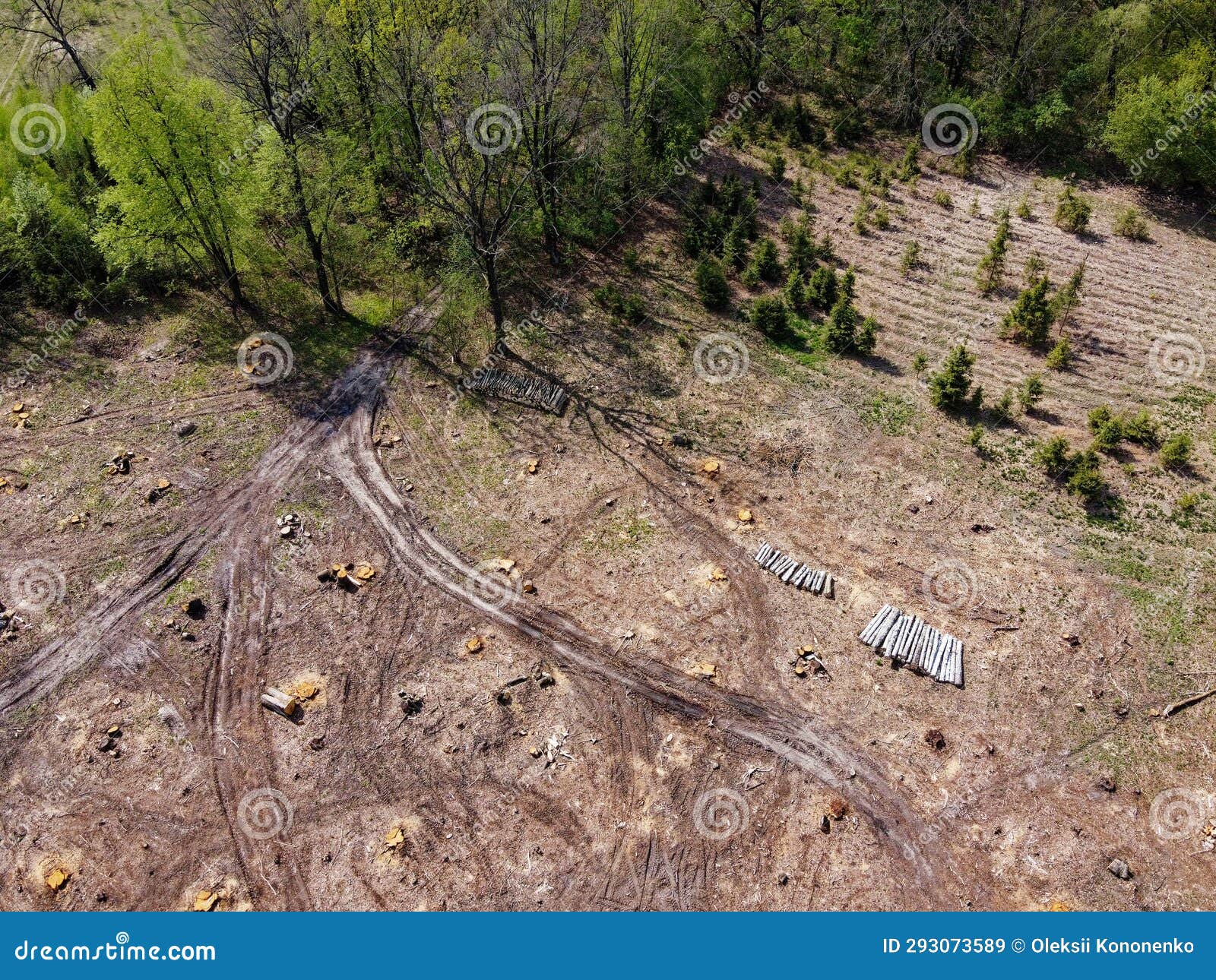 A Place of Felling of Trees, Aerial View. Logging Site Stock Image ...