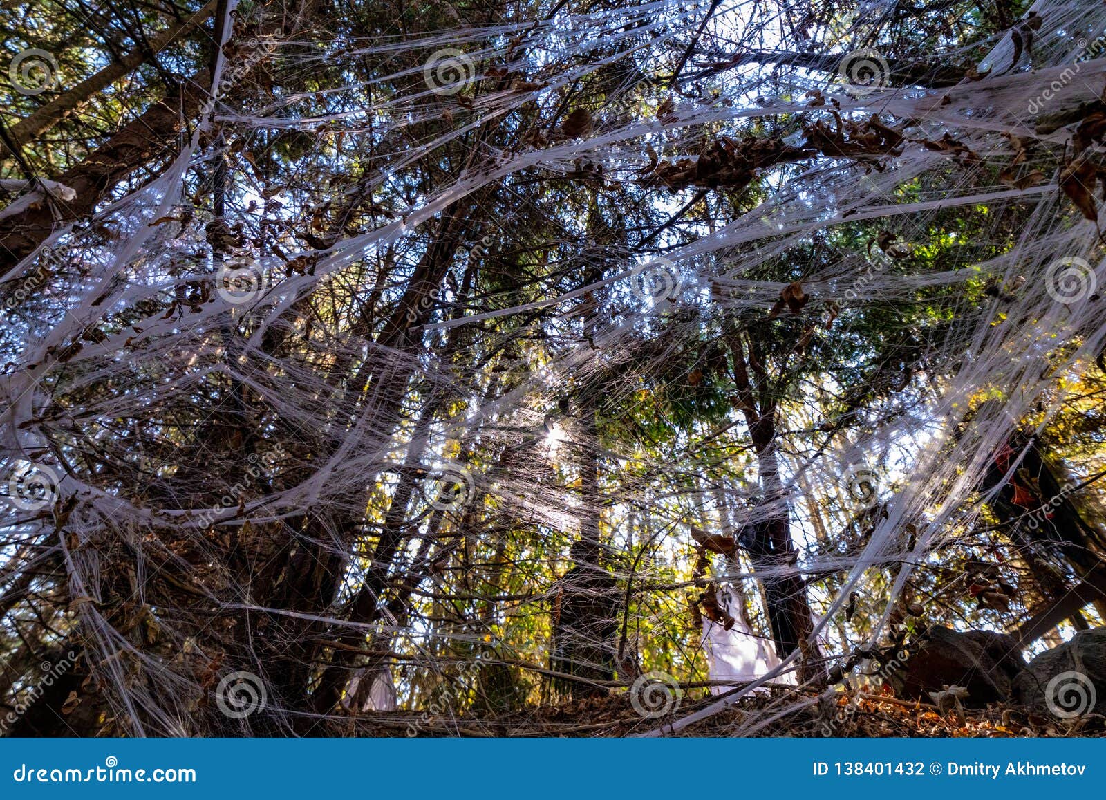 Large Pieces of Cobweb between Trees, View from Below Stock Photo ...