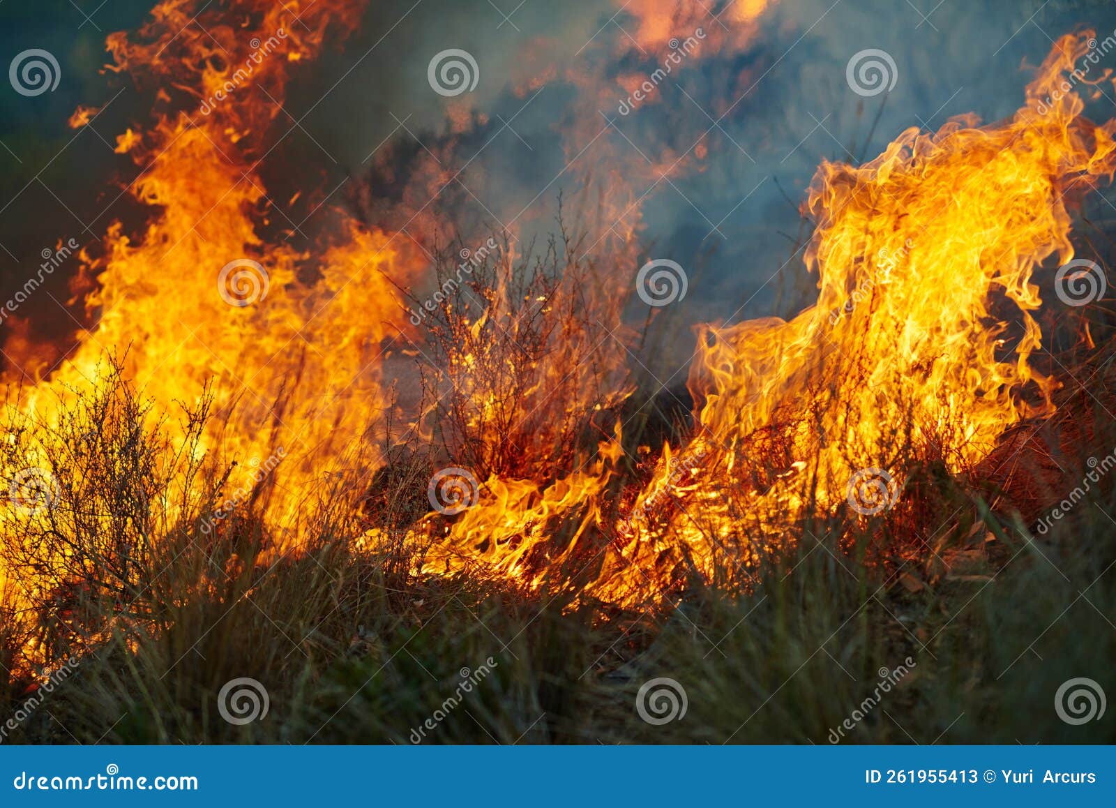 This Place is Going Up in Flames. a Wild Fire Burning. Stock Image ...