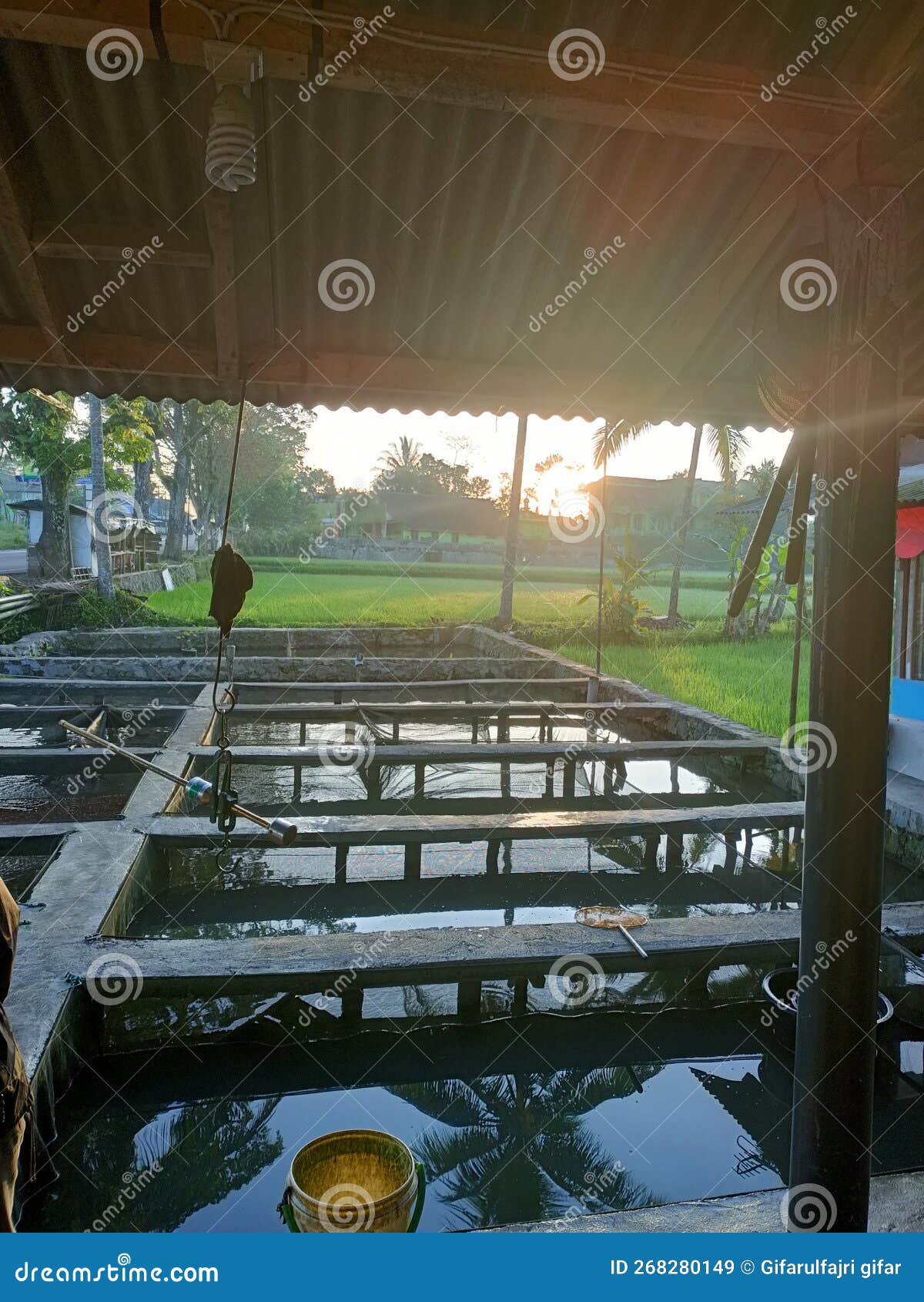 At a Place Selling Good Fish Seeds Stock Image - Image of seeds, good ...