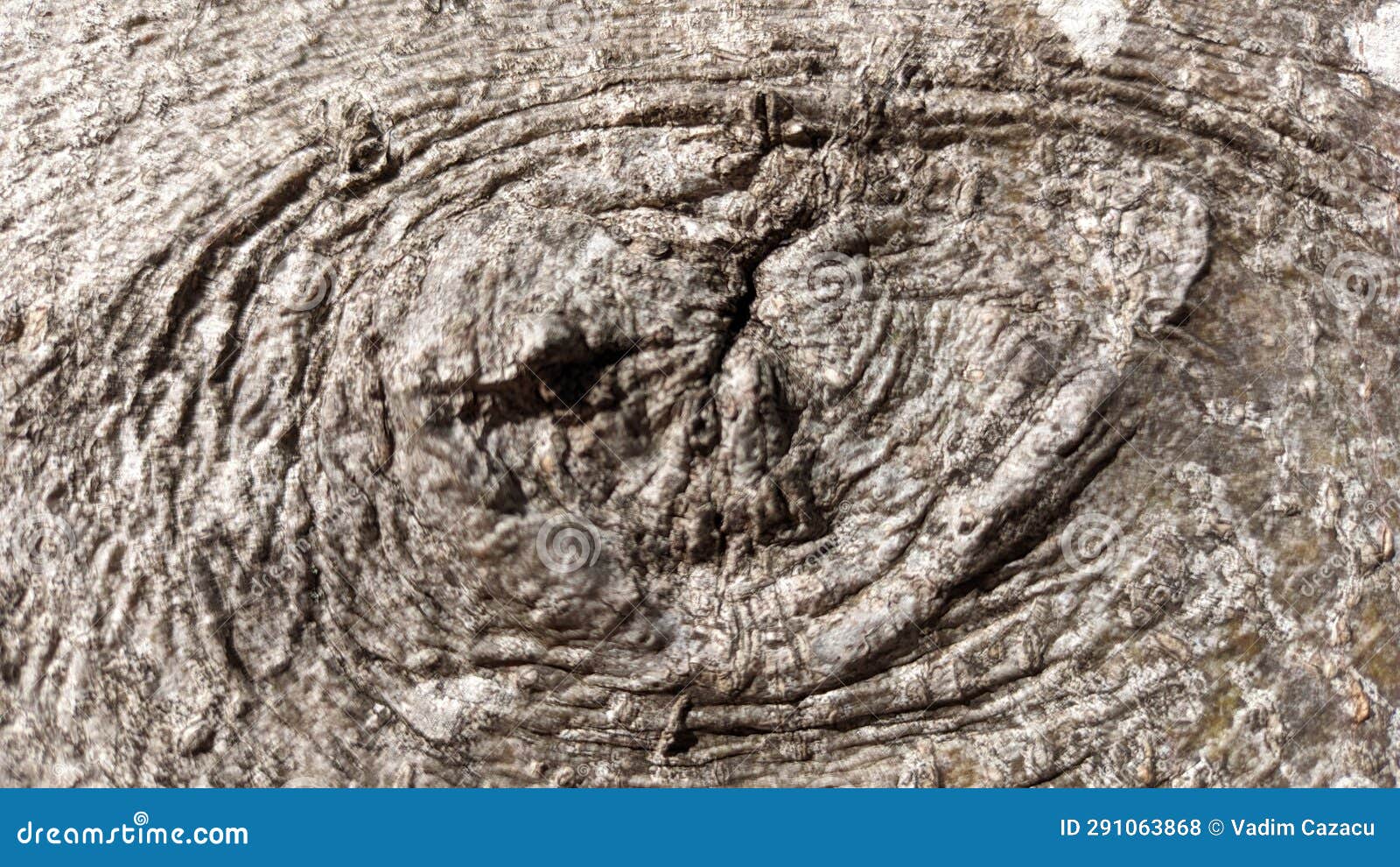 The Place on the Trunk of the Tree Where the Branch Was Cut Off Long ...