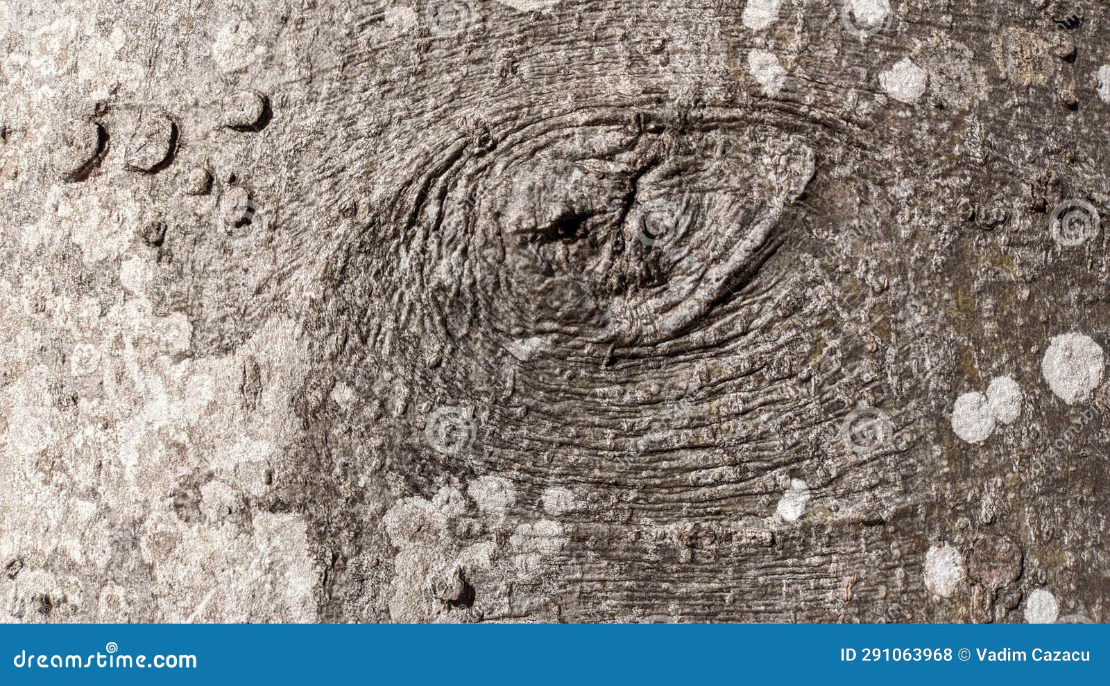 The Place on the Trunk of the Tree Where the Branch Was Cut Off Long ...