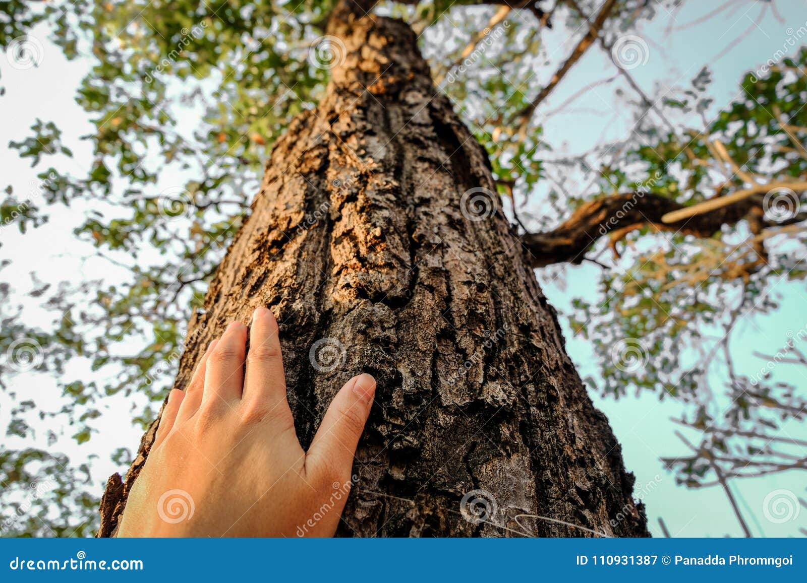 Placed on the Trunk of a Big Tree with Fingers Extended, Symbolizing ...
