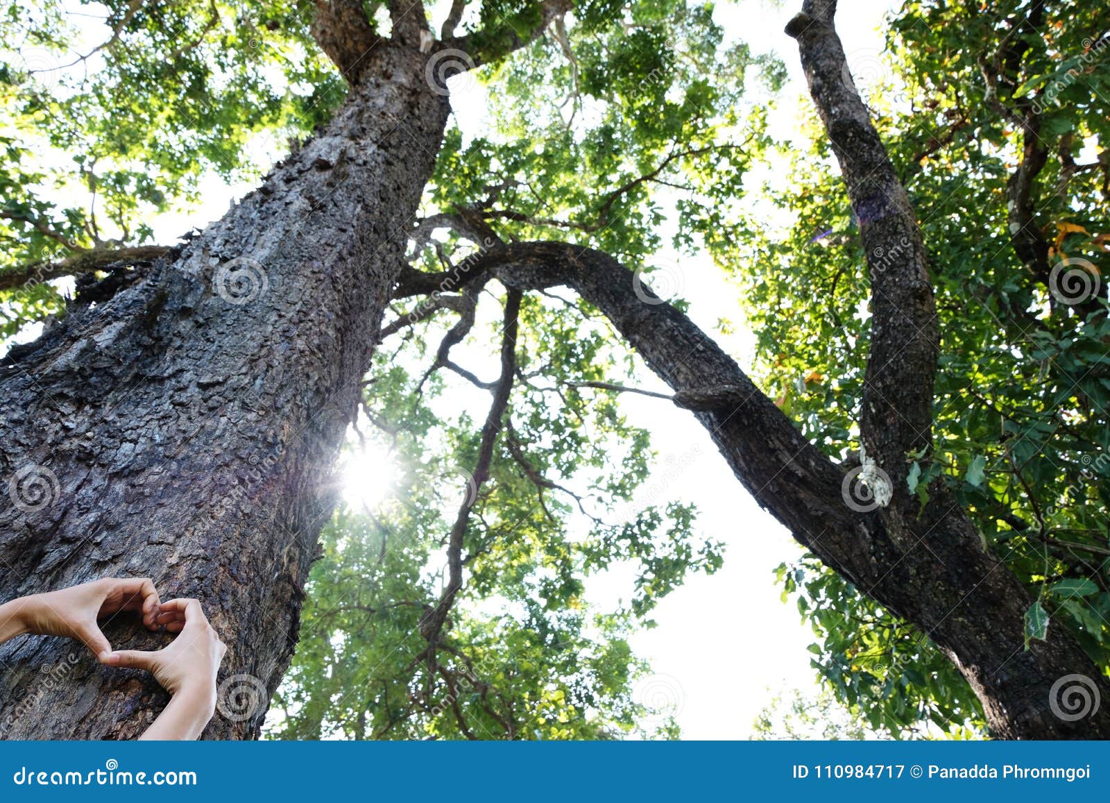 Placed on the Trunk of a Big Tree with Fingers Extended, Symbolizing ...