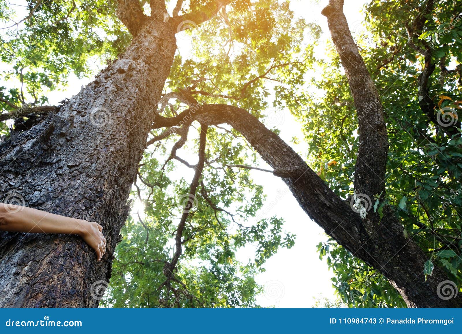 Placed on the Trunk of a Big Tree with Fingers Extended, Symbolizing ...