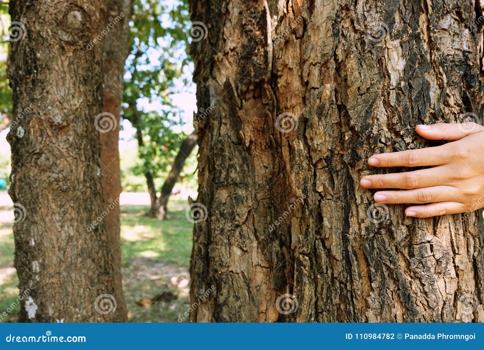 Placed on the Trunk of a Big Tree with Fingers Extended, Symbolizing ...