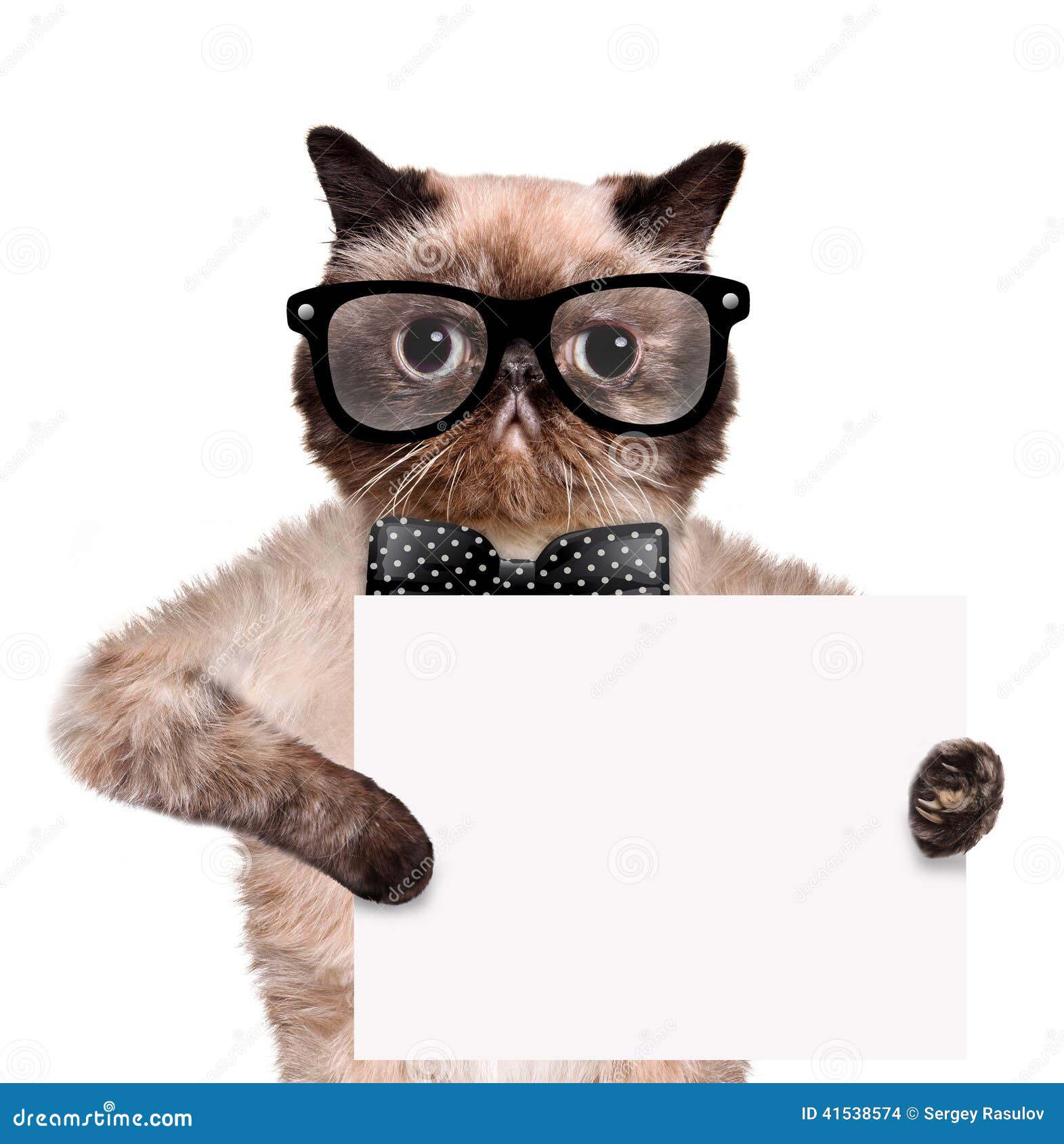 Placeholder banner cat stock photo. Image of glasses - 41538574
