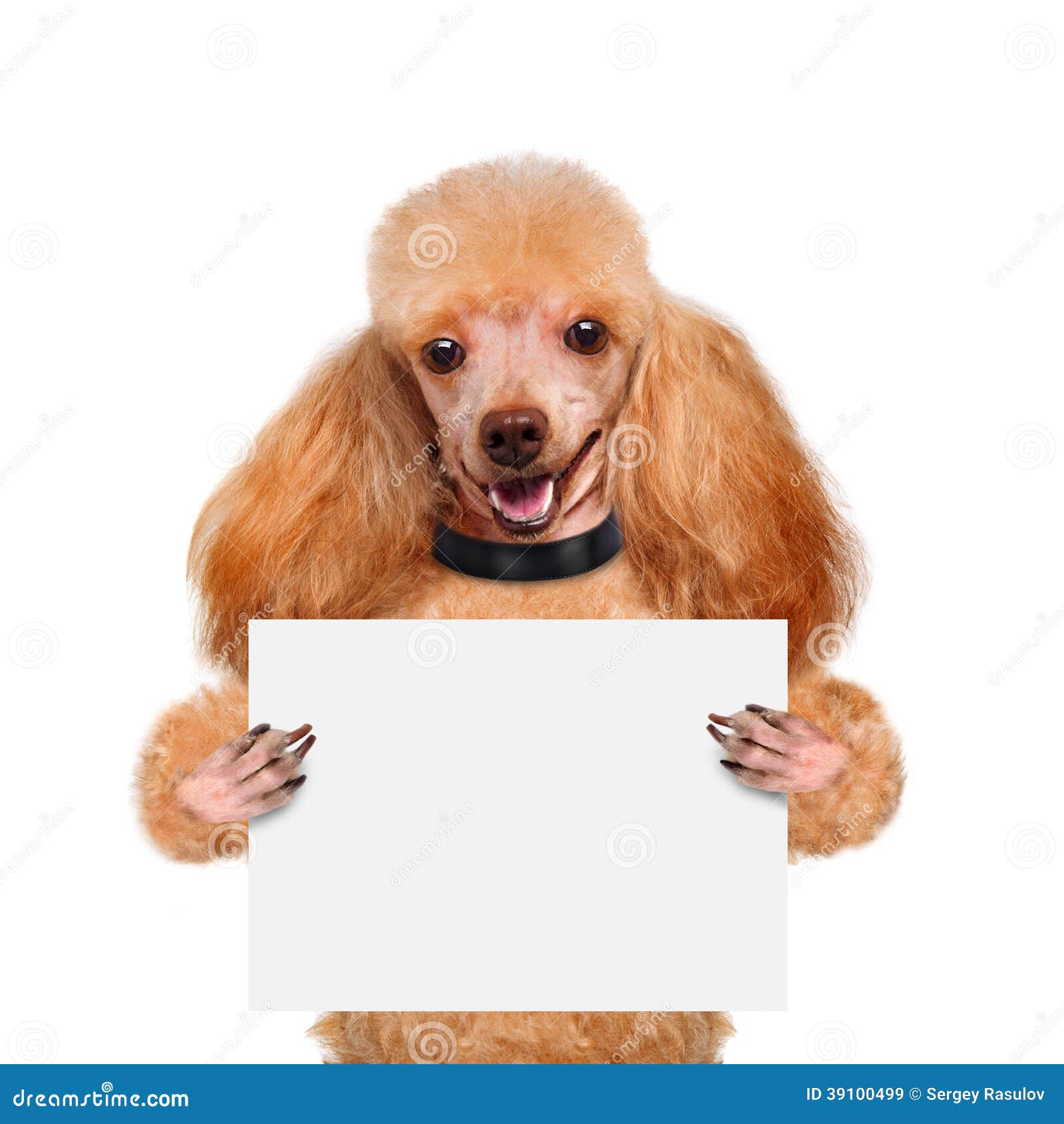 Placeholder banner dog stock image. Image of animal, funny - 39100499