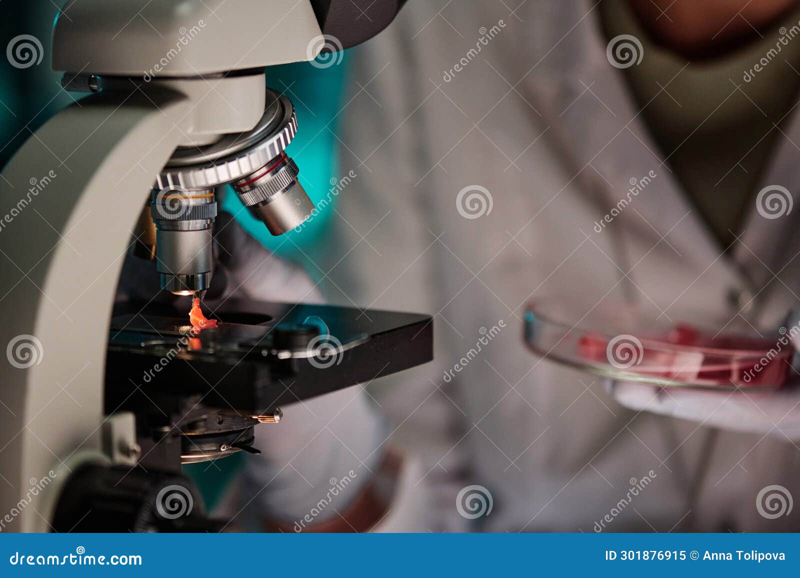 Placement of Particle of Meat Under Microscope for Laboratory Analysis ...