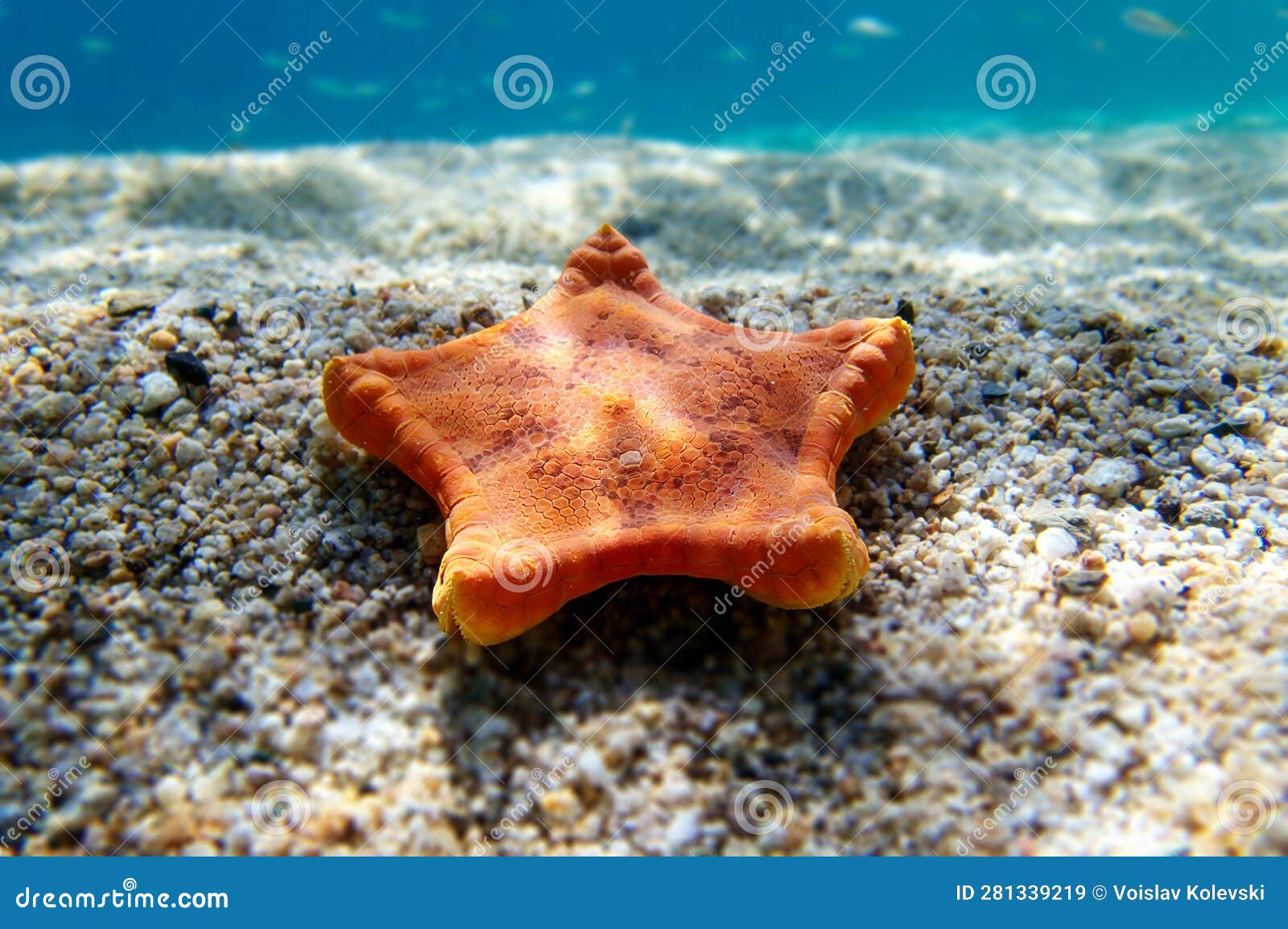 Placenta Biscuit Starfish - (Sphaerodiscus Placenta) Stock Image ...