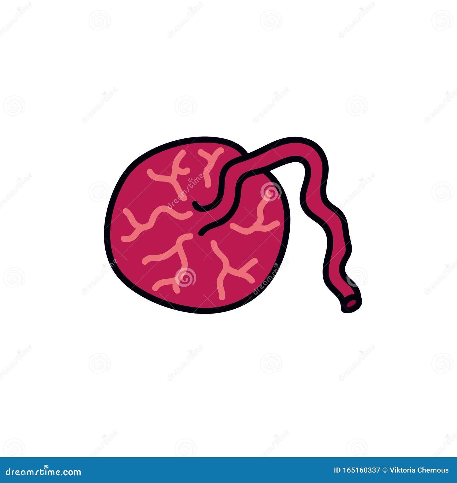 Placenta Doodle Icon, Vector Illustration Stock Illustration ...