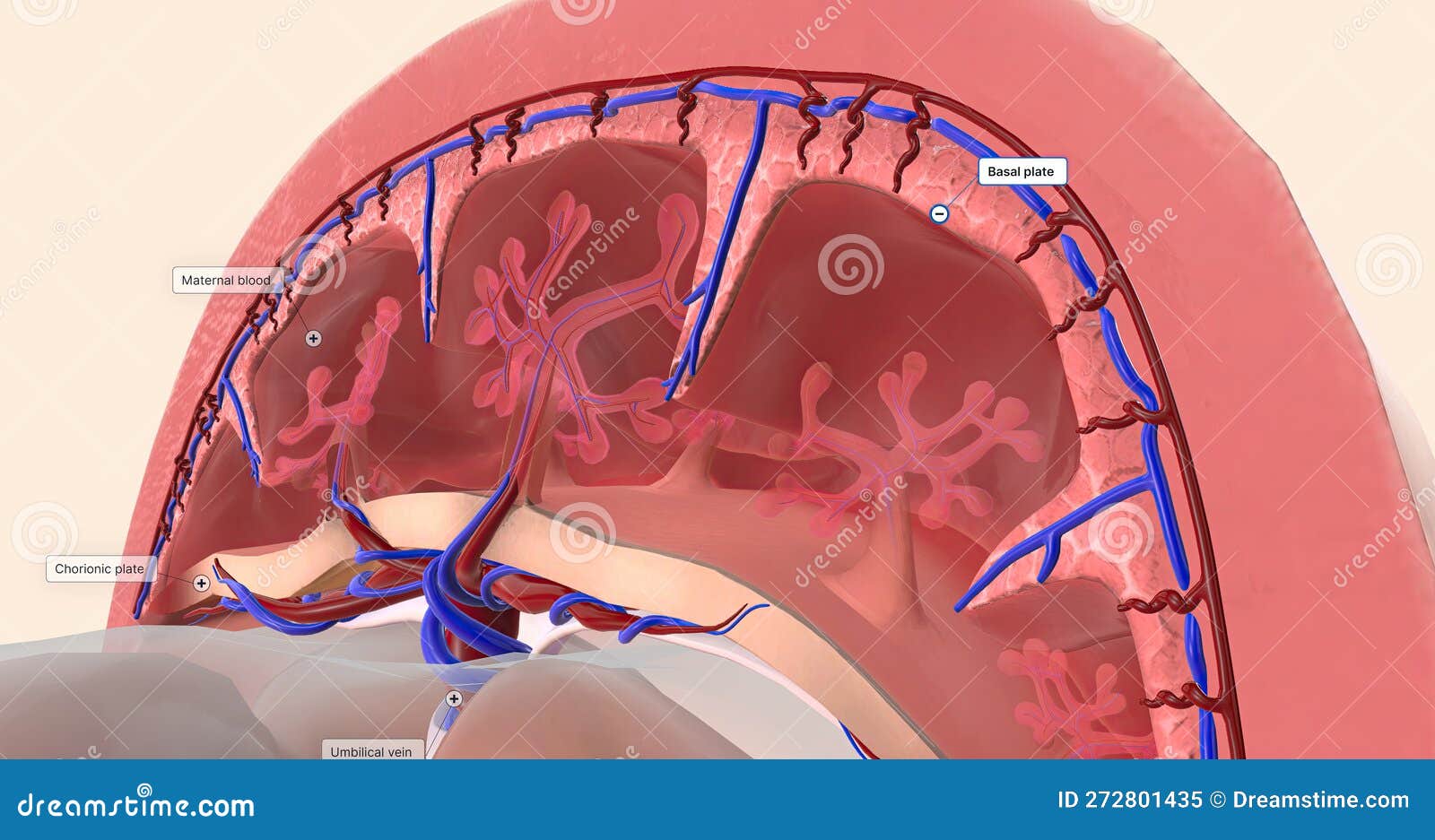 The Placenta is an Organ that Develops within the Uterus during ...