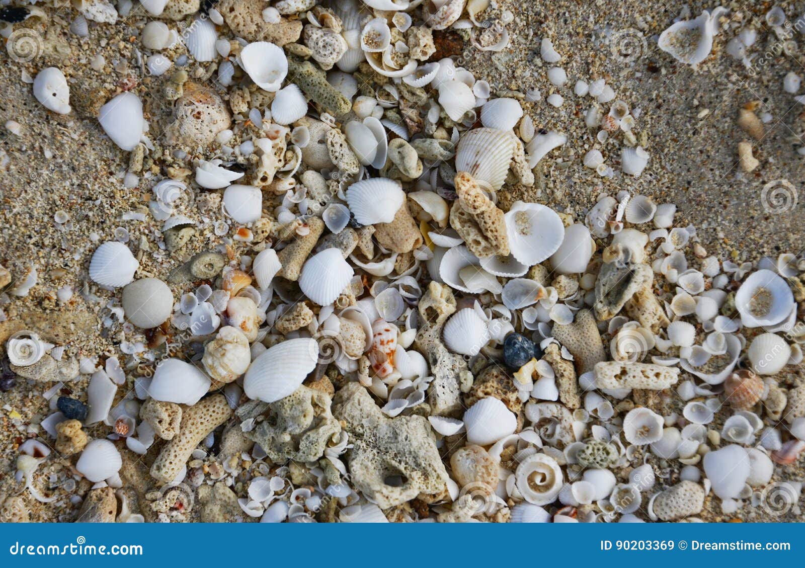 Placer Shells on the Sandy Seashore Stock Image - Image of sandy ...