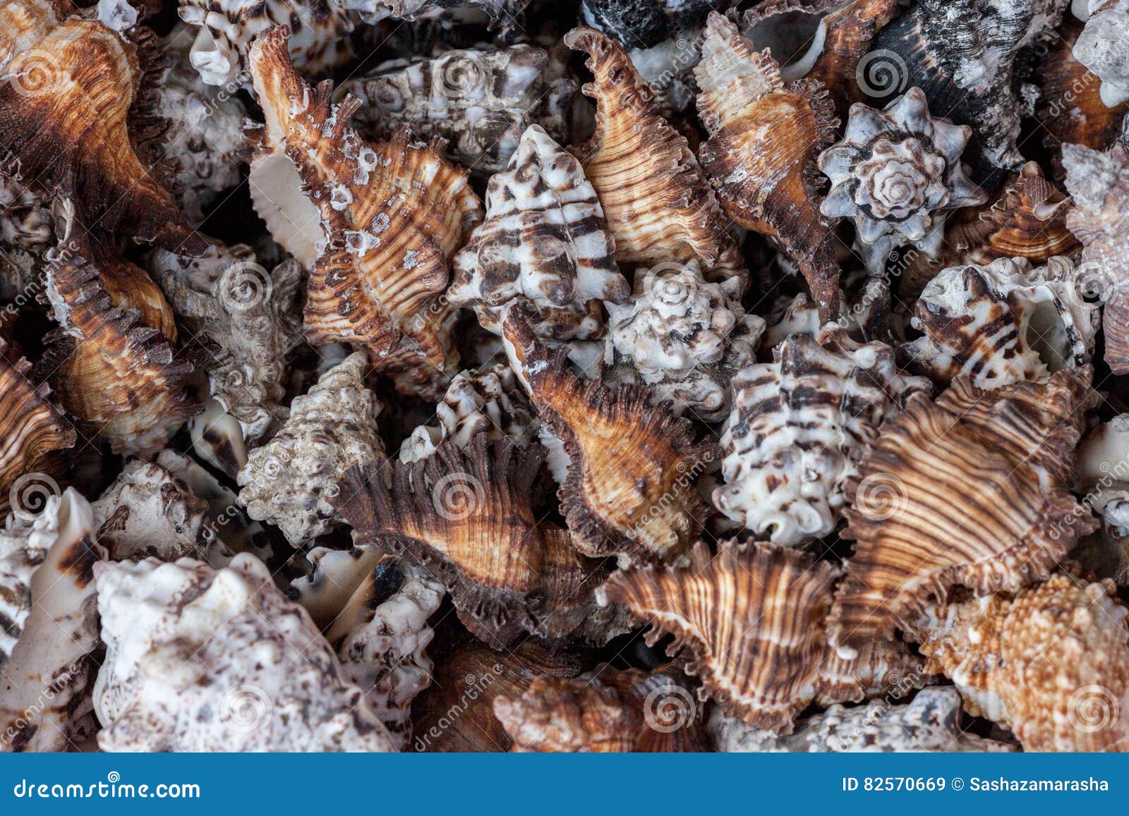 Placer Striped Empty Sea Shells Stock Image - Image of striped, build ...
