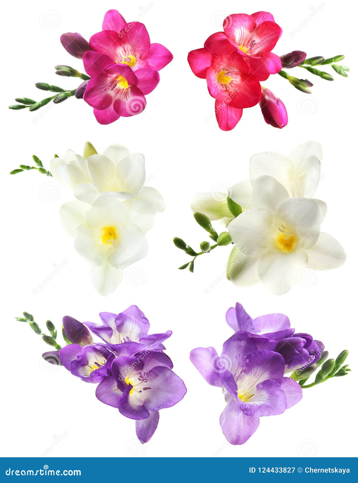 Placez Avec Des Fleurs De Freesia Image stock - Image du configuration ...