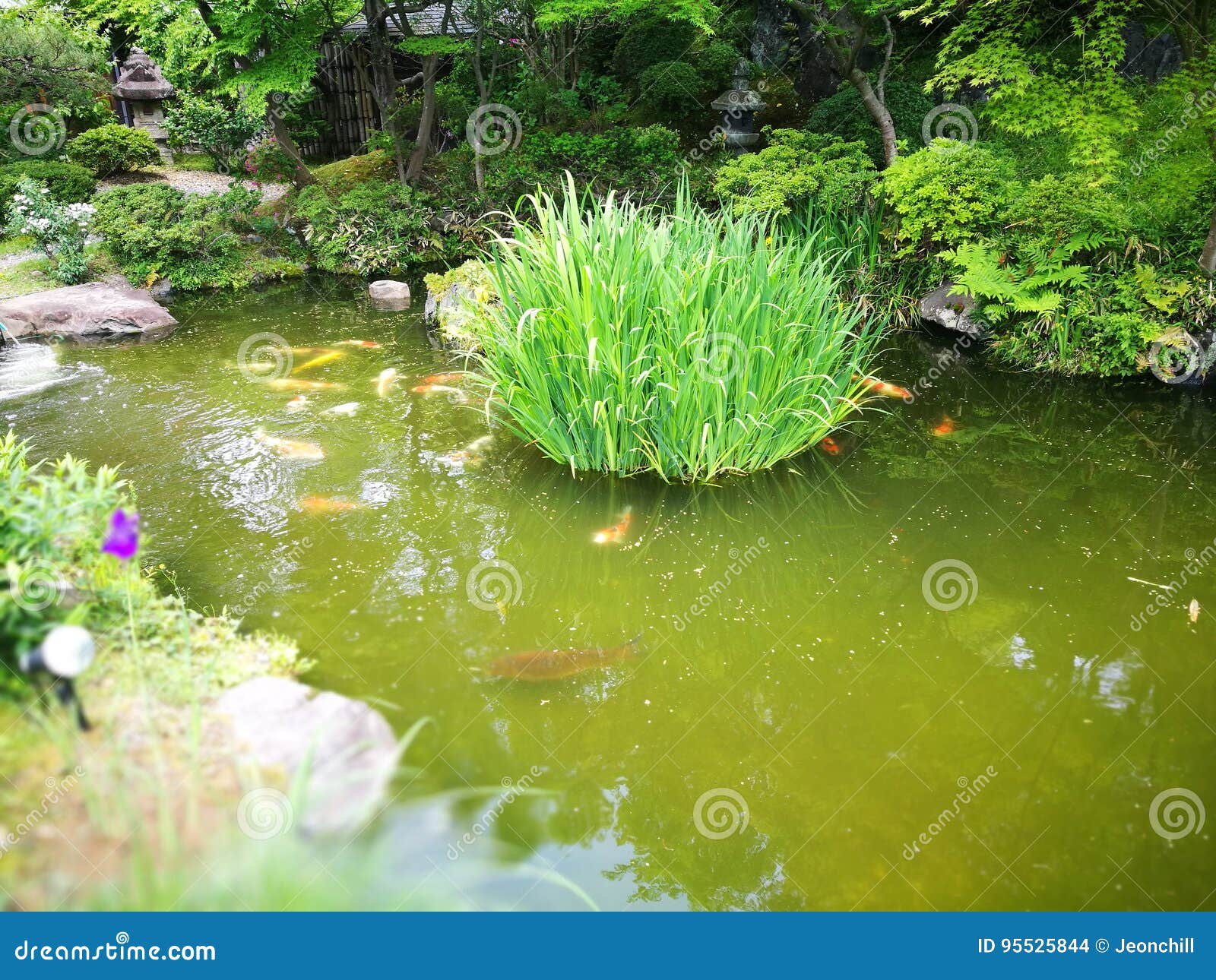 Green pond stock photo. Image of nature, pond, green - 95525844