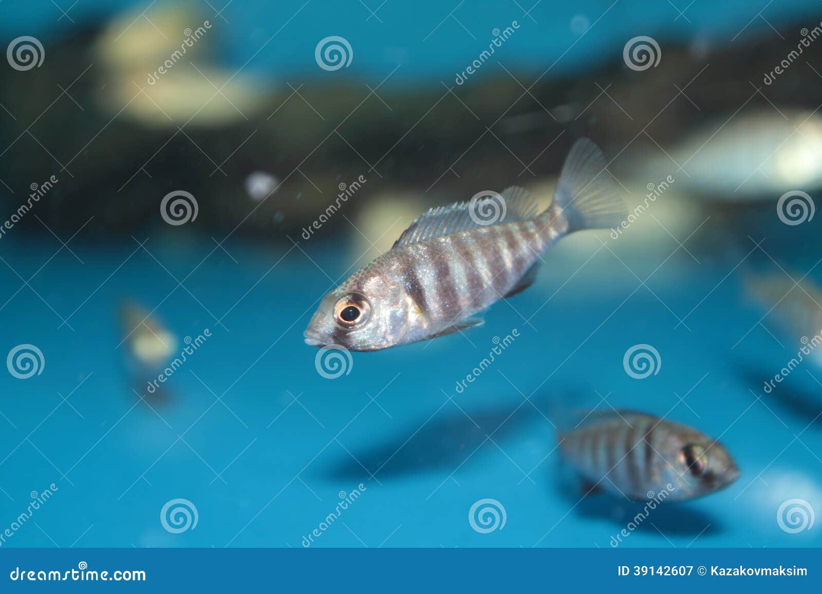 Placidochromis Phenochilus Aquarium Fish Stock Image - Image of ...