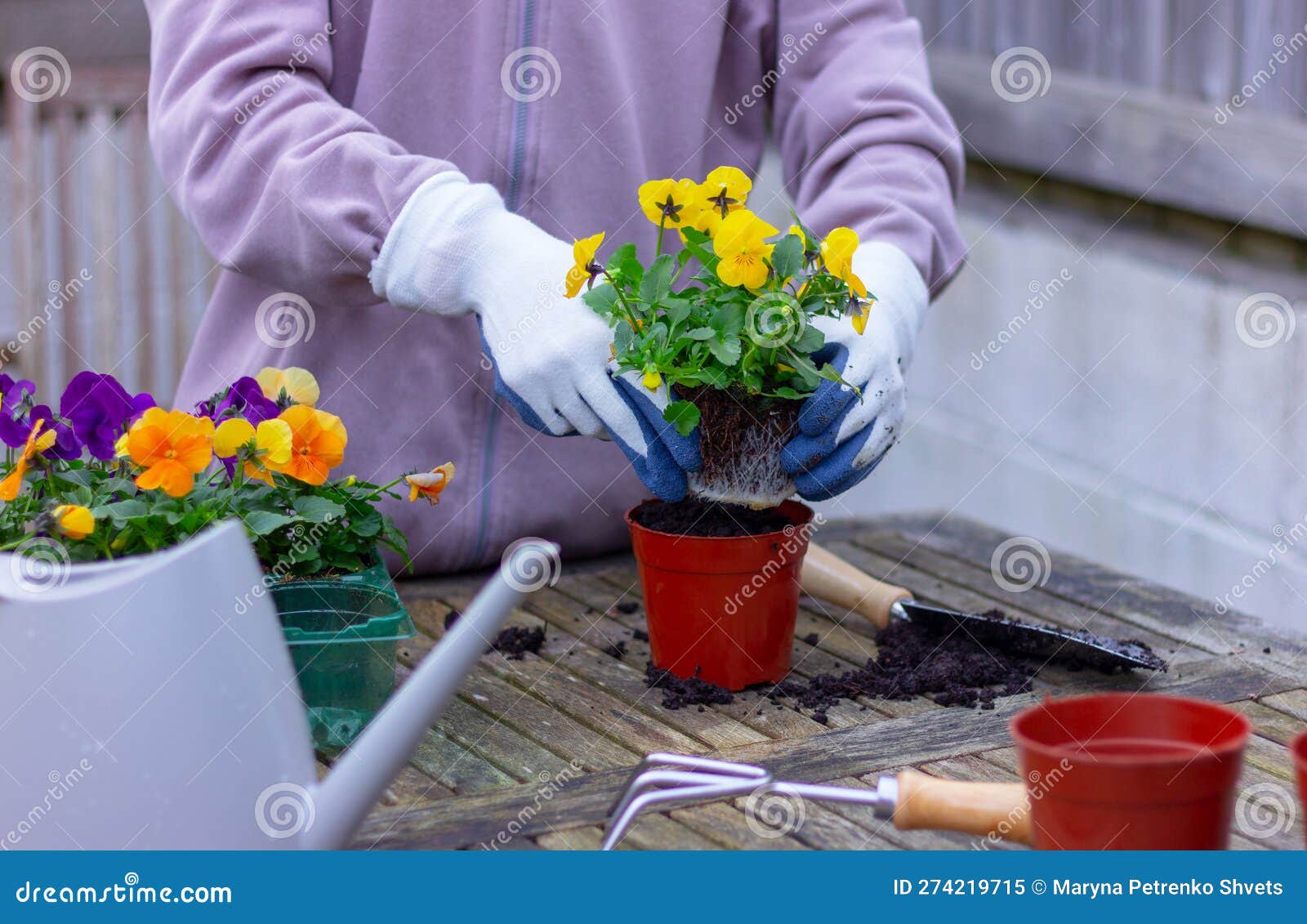 Placing Viola Flower in a Pot for Transplanting. Planting Step 4 Stock ...