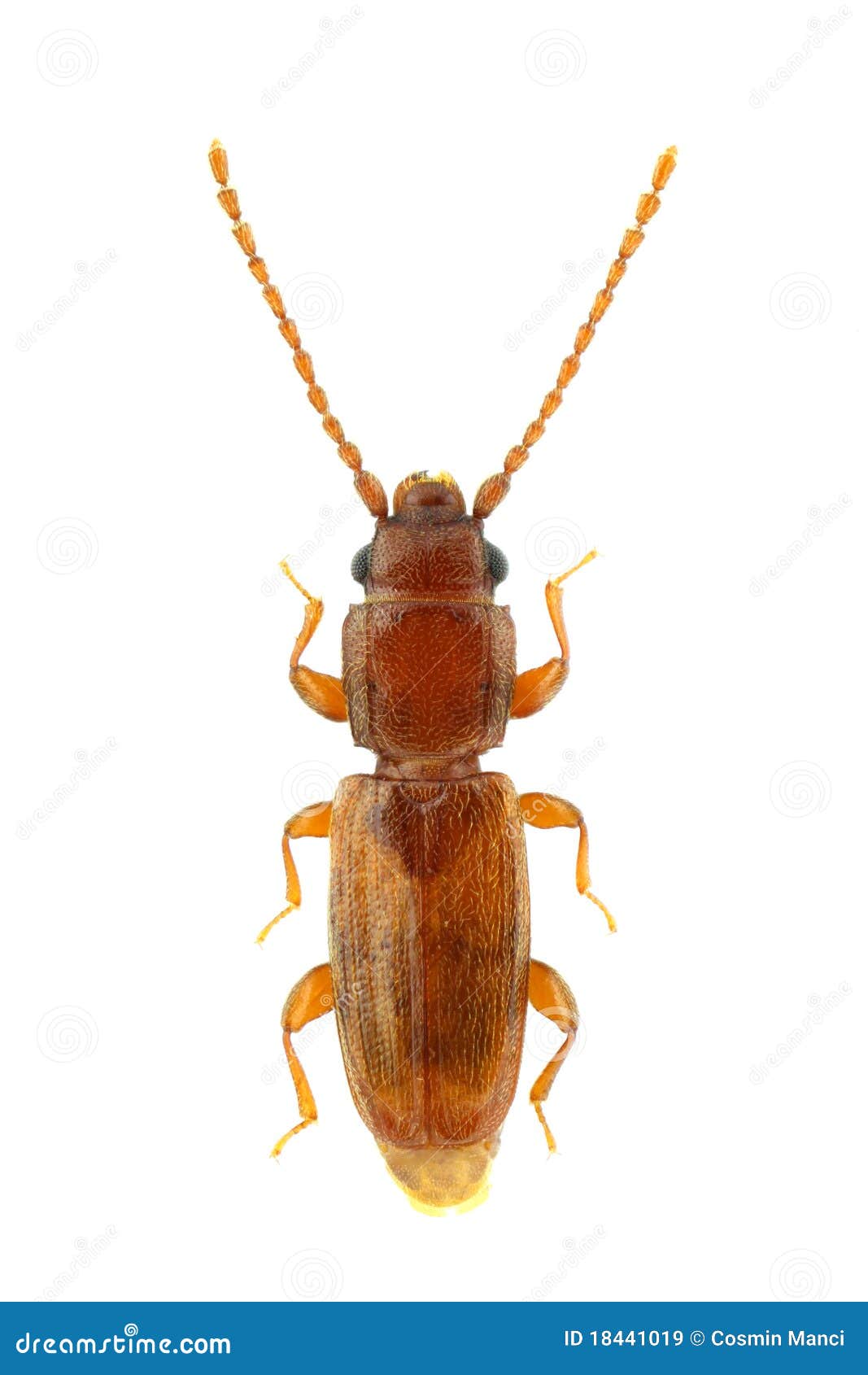 Placonotus testaceus stock image. Image of view, invertebrate - 18441019
