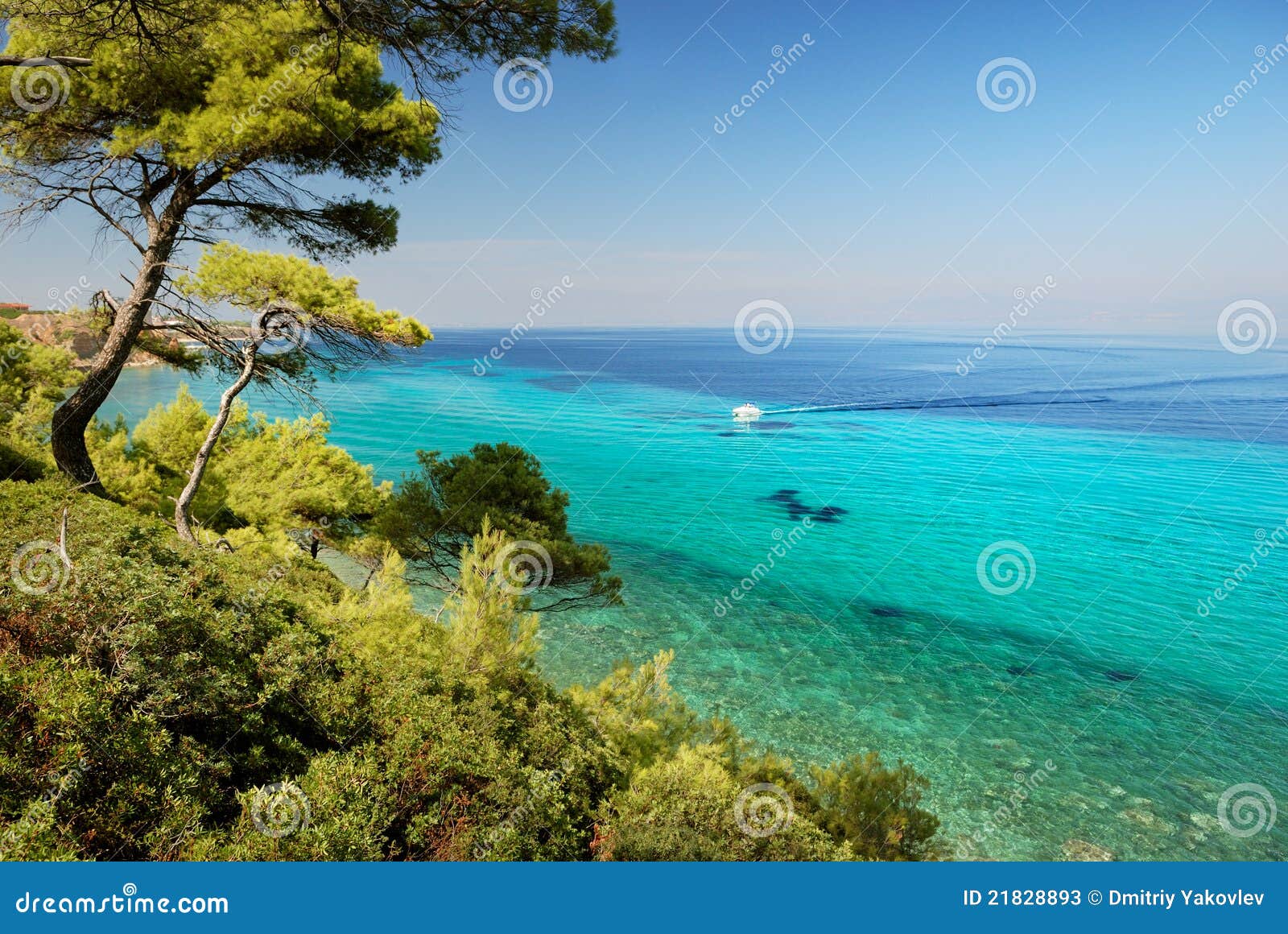 Plage Avec Les Pins Et Le Buisson Image stock - Image du plage ...