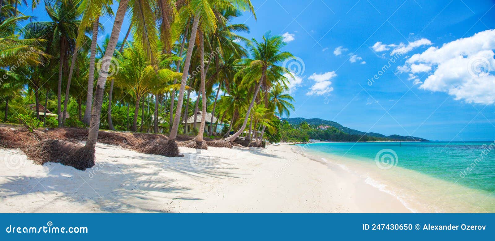 Plage Tropicale Avec Cocotier Photo stock - Image du scène, coloré ...