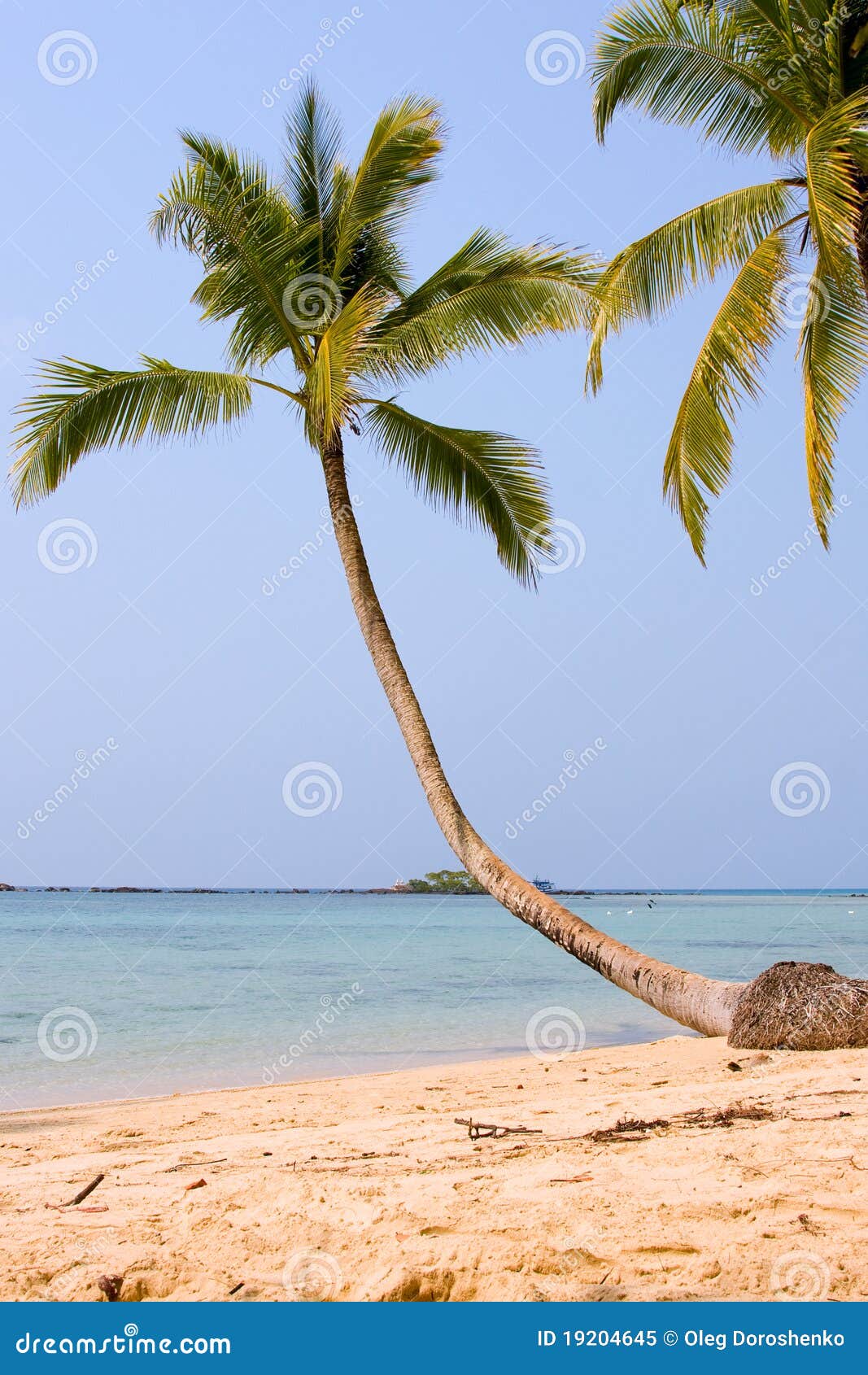 Plage Tropicale Avec Le Cocotier Image stock - Image du exotique, bleu ...