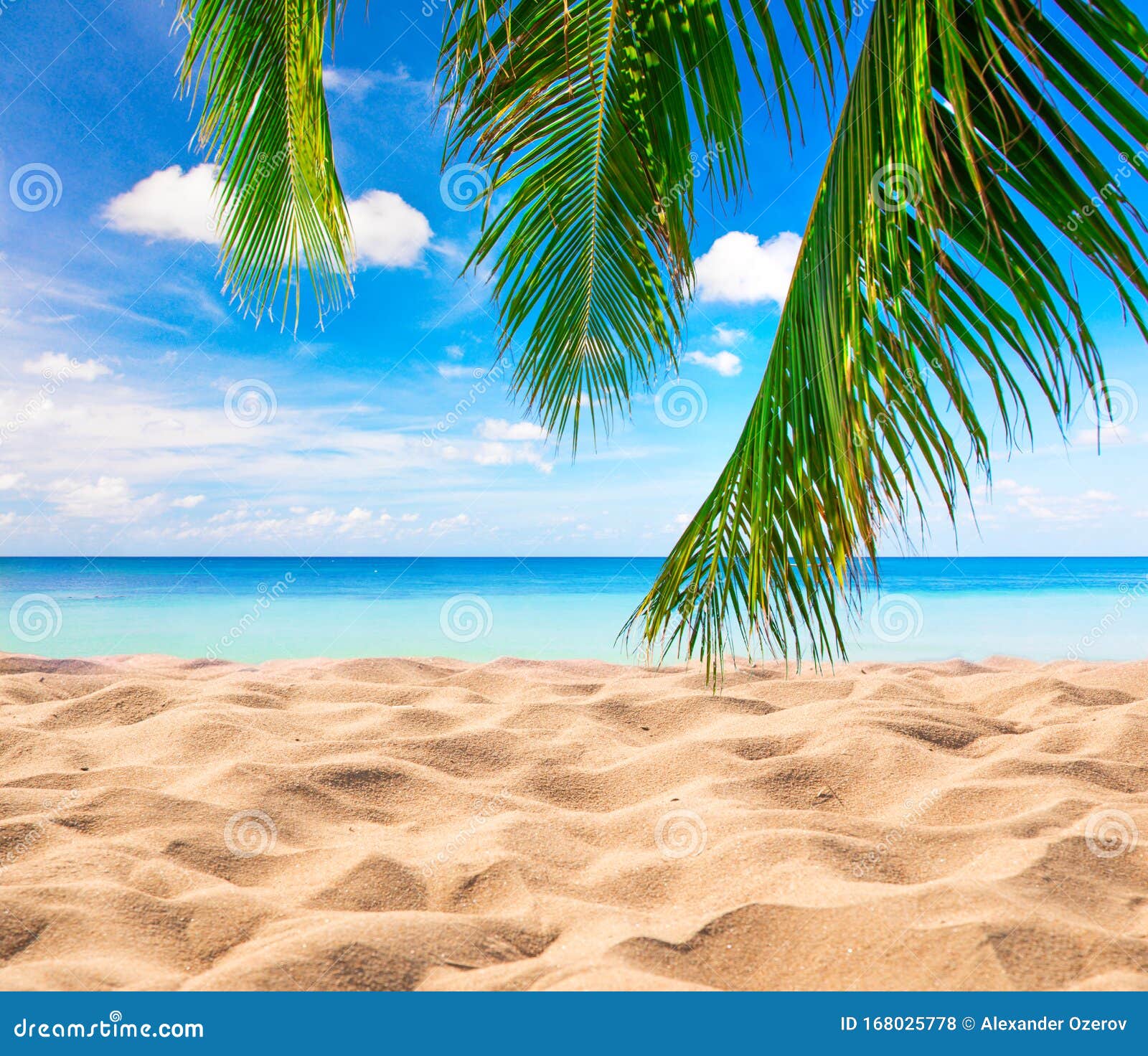 Plage Tropicale Avec Le Cocotier Photo stock - Image du paradis, luxe ...